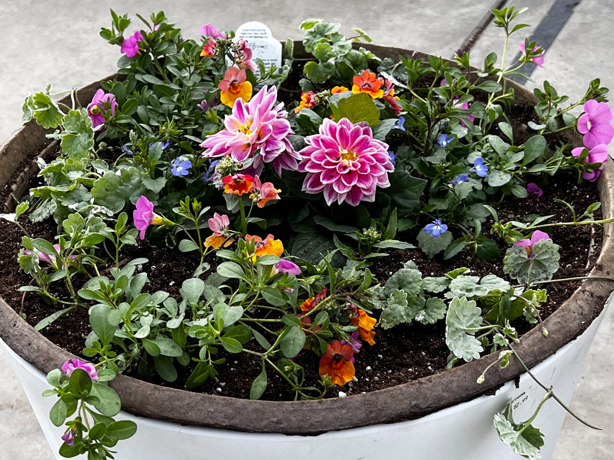 Spring Planter Guide: Create Your Own Fresh Blooms! — The Plant Farm®