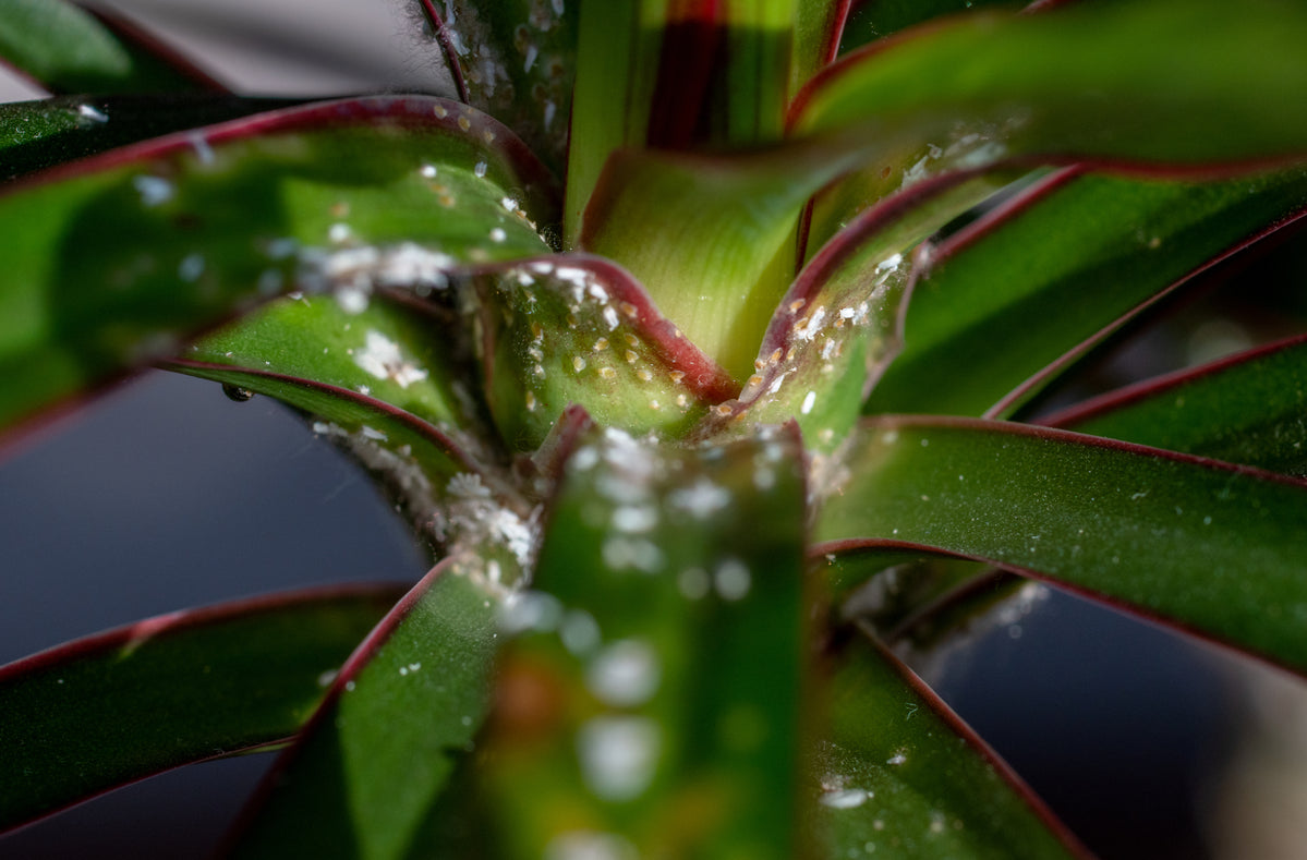 Common Houseplant Pests and What You Can Do to Get Rid of Them — The ...
