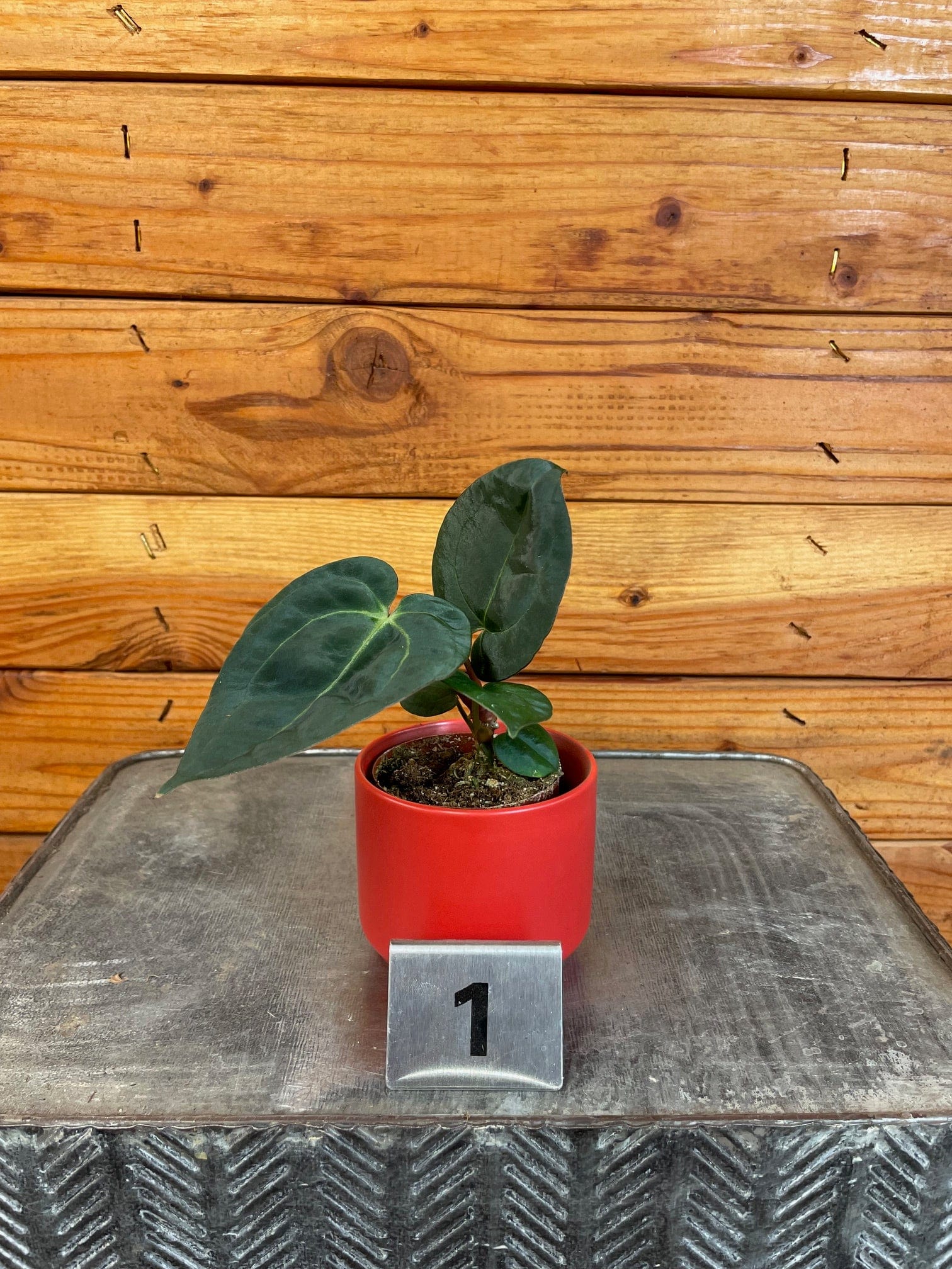 Anthurium Libertii X Michelle - Pick Your Plant, 2" Plant — The Plant Farm®