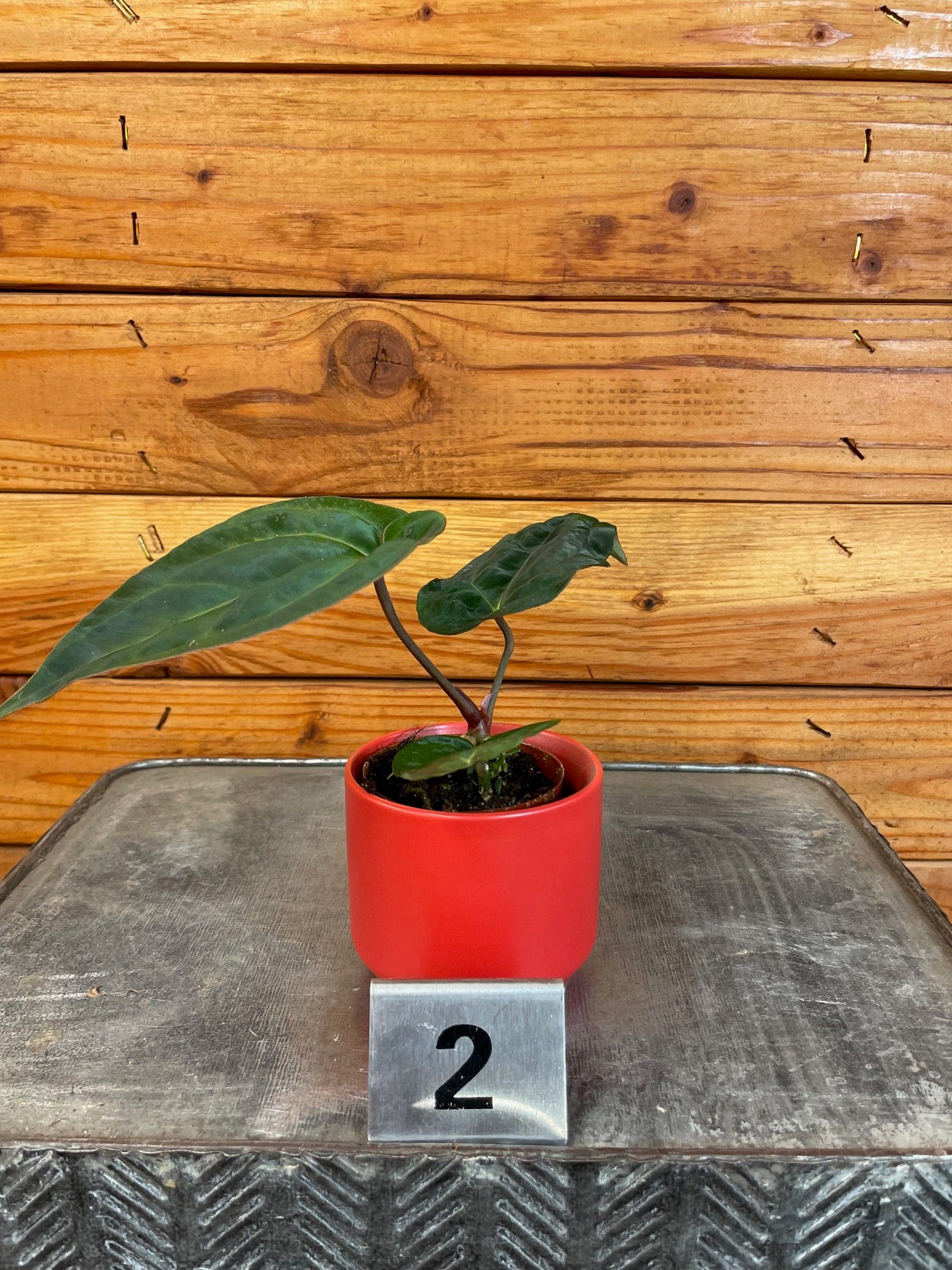 Anthurium Libertii X Michelle - Pick Your Plant, 2" Plant — The Plant Farm®