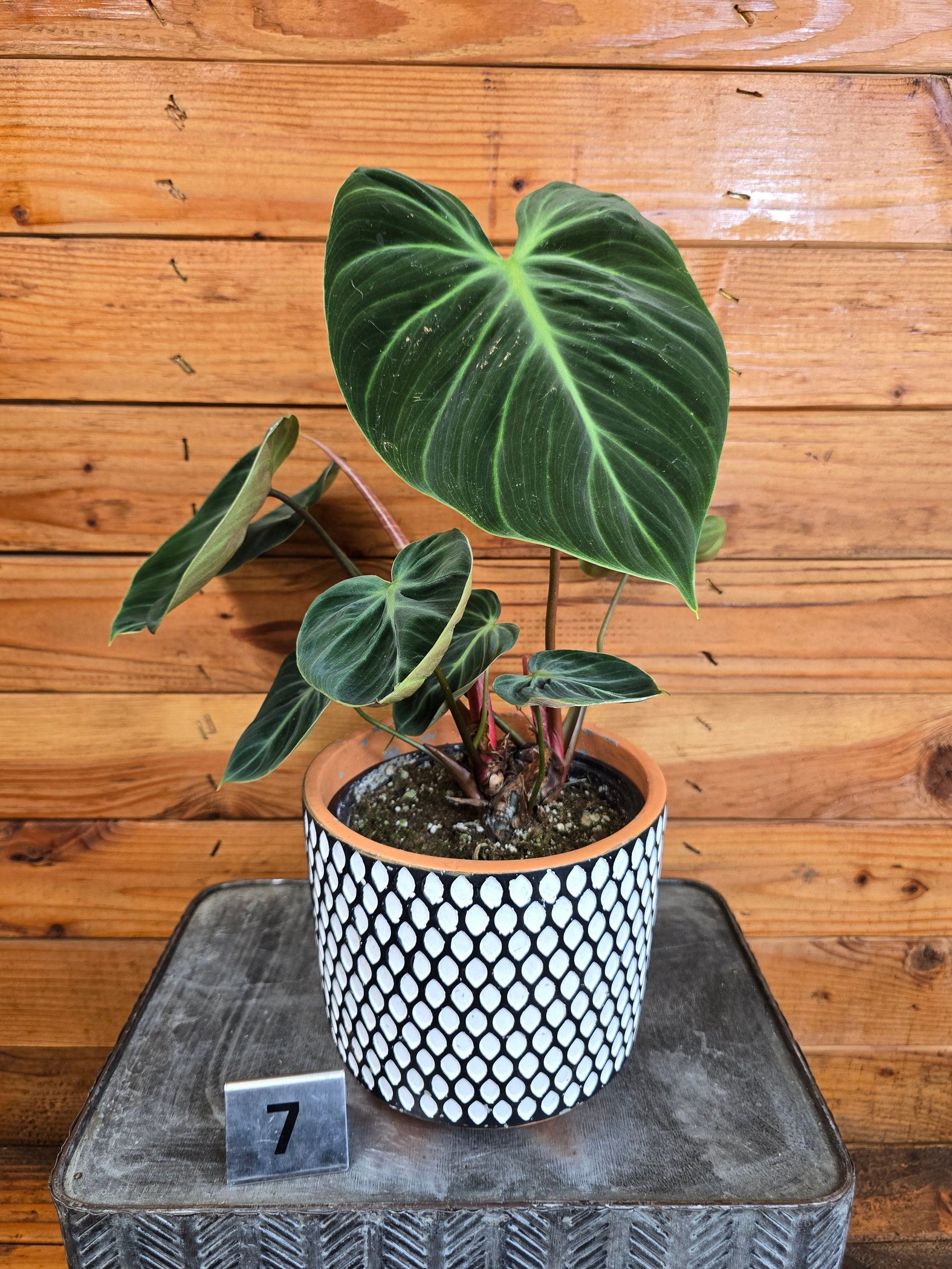 Philodendron El Choco Red - Pick Your Plant, 6" Plant — The Plant Farm®