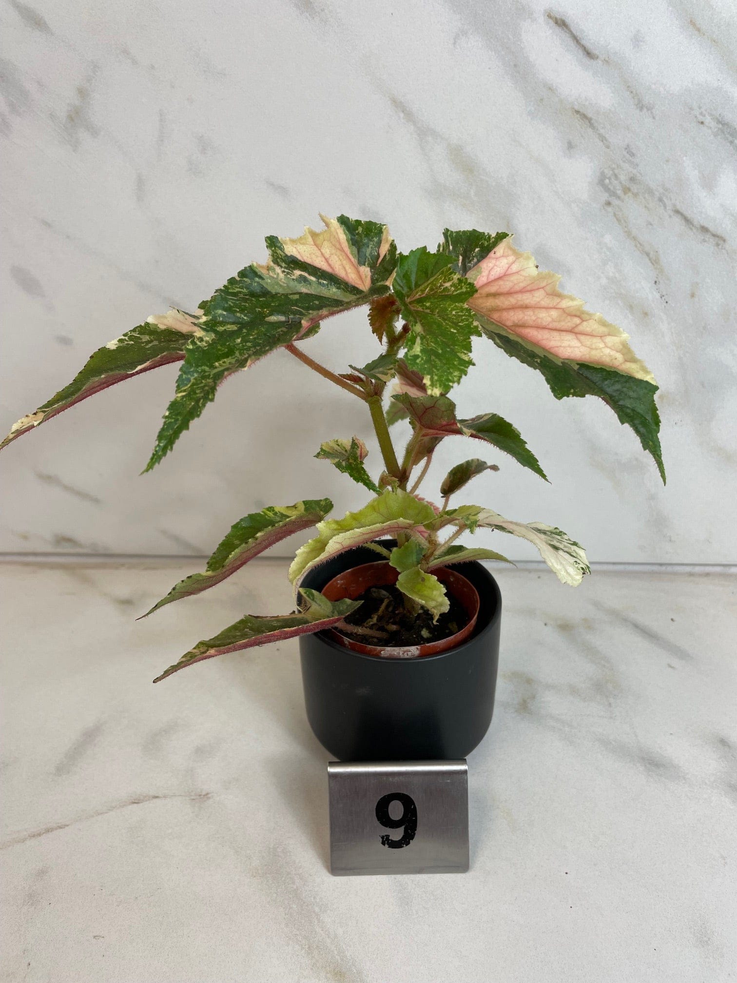 Begonia Ginny Galaxy - Pick Your Plant, 2" Plant — The Plant Farm®
