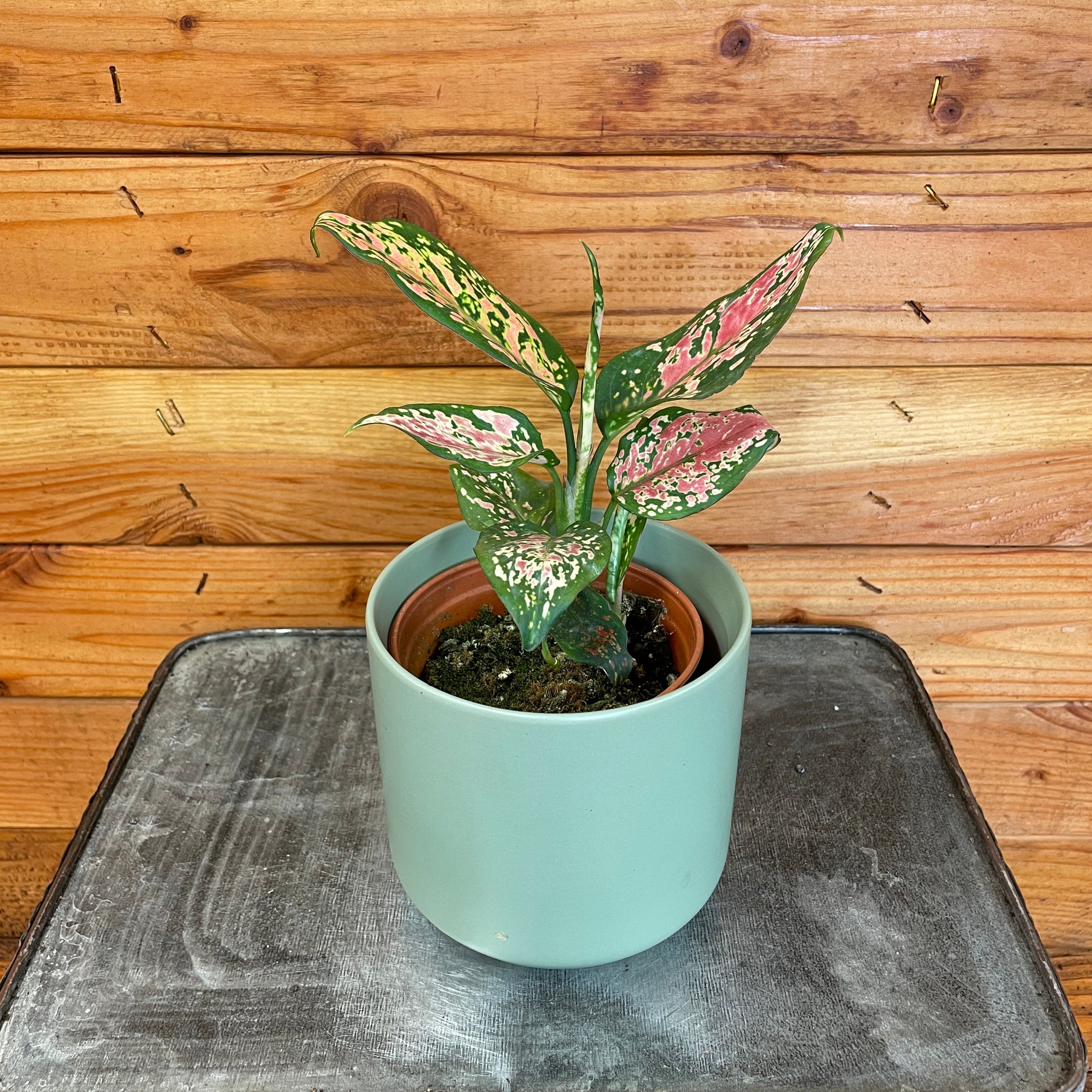 Aglaonema Red