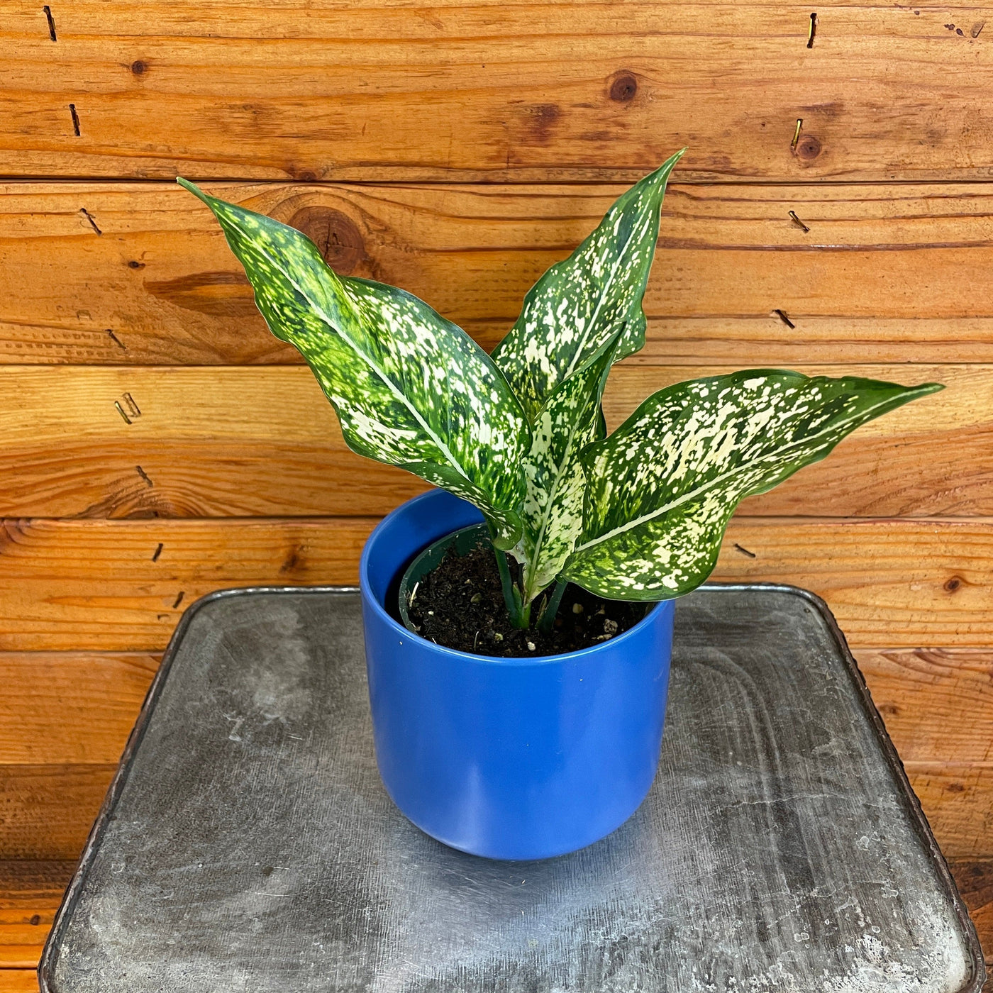 Aglaonema Snow White, 4” Plant — The Plant Farm®