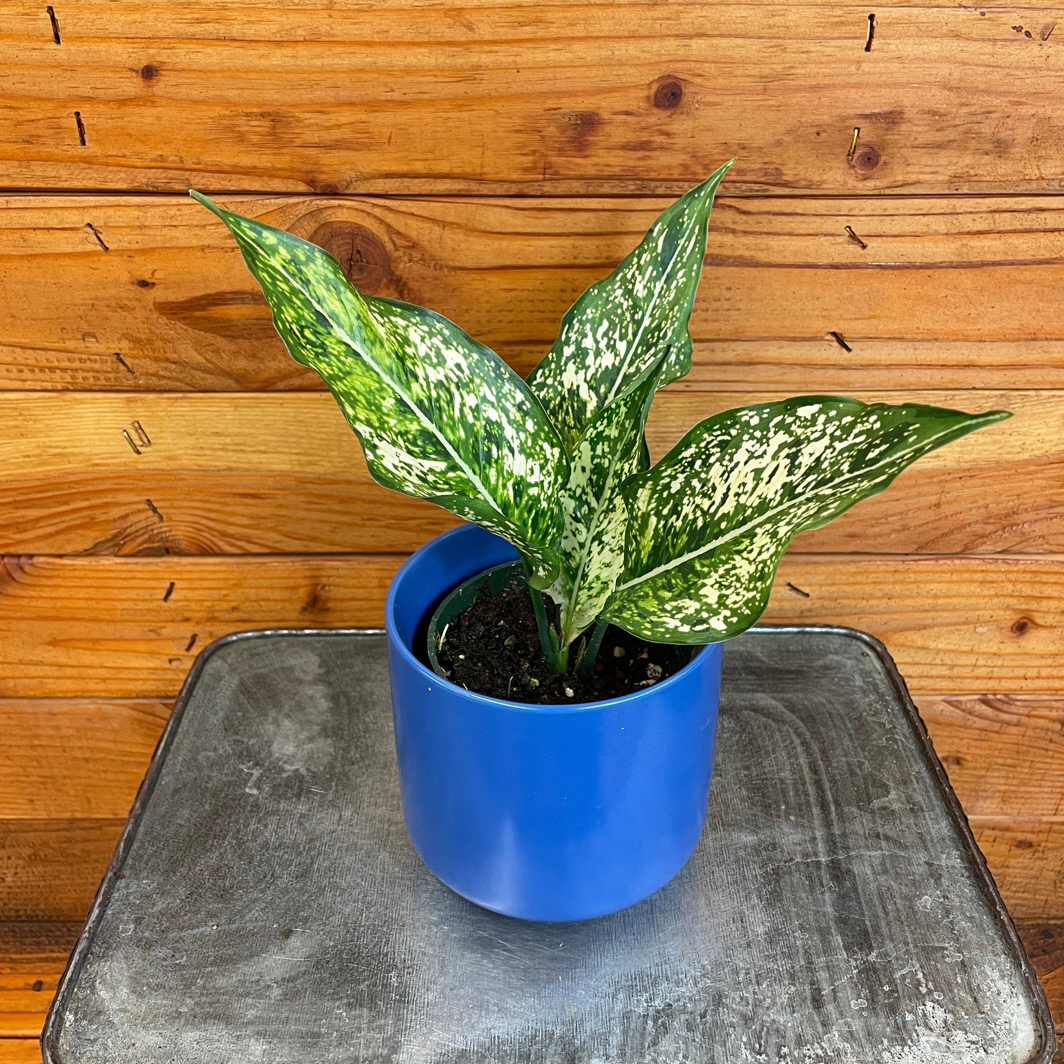 Aglaonema Snow White, 4” Plant — The Plant Farm®