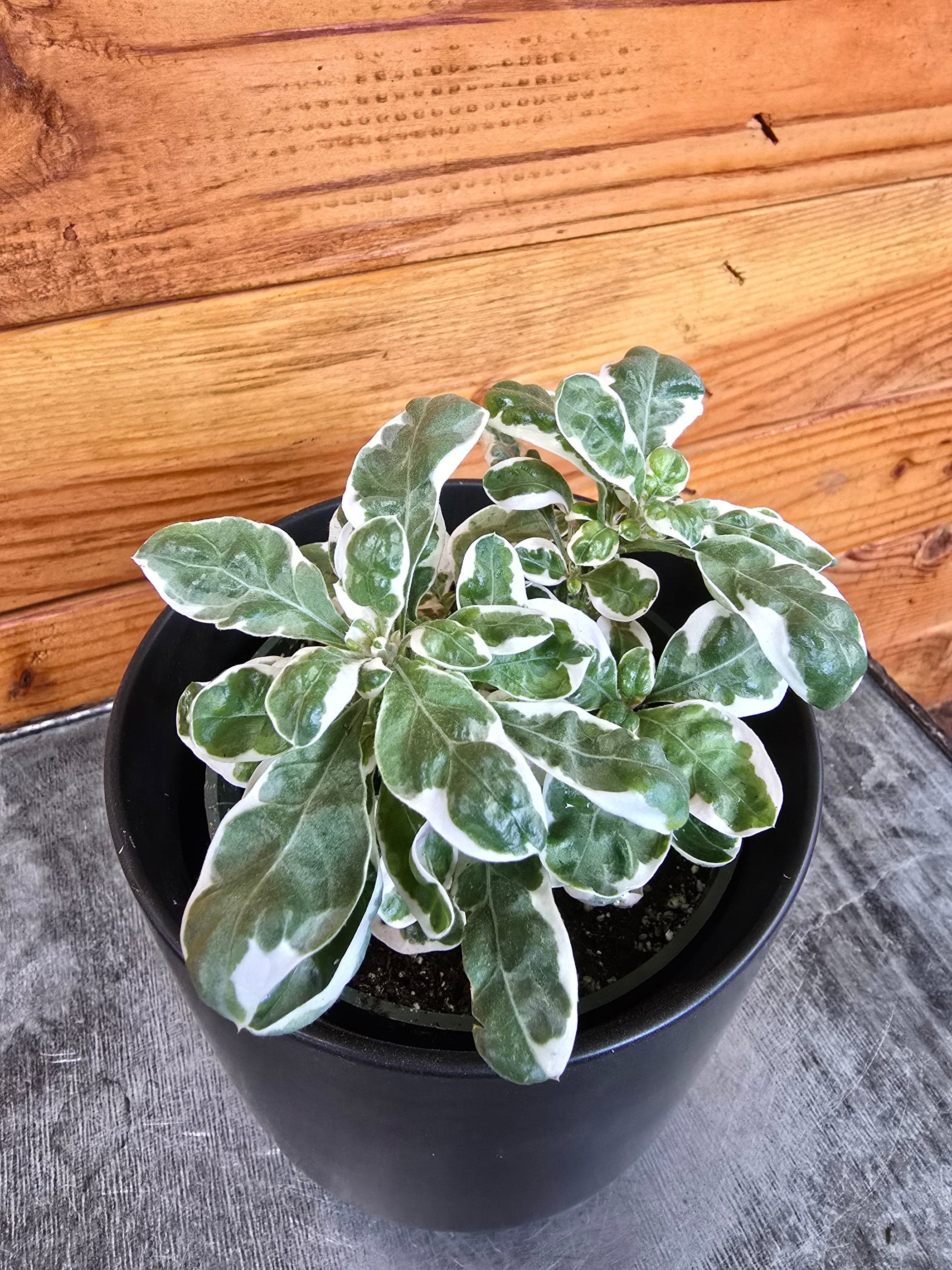 Alternanthera Snow Queen, 4" Plant — The Plant Farm®