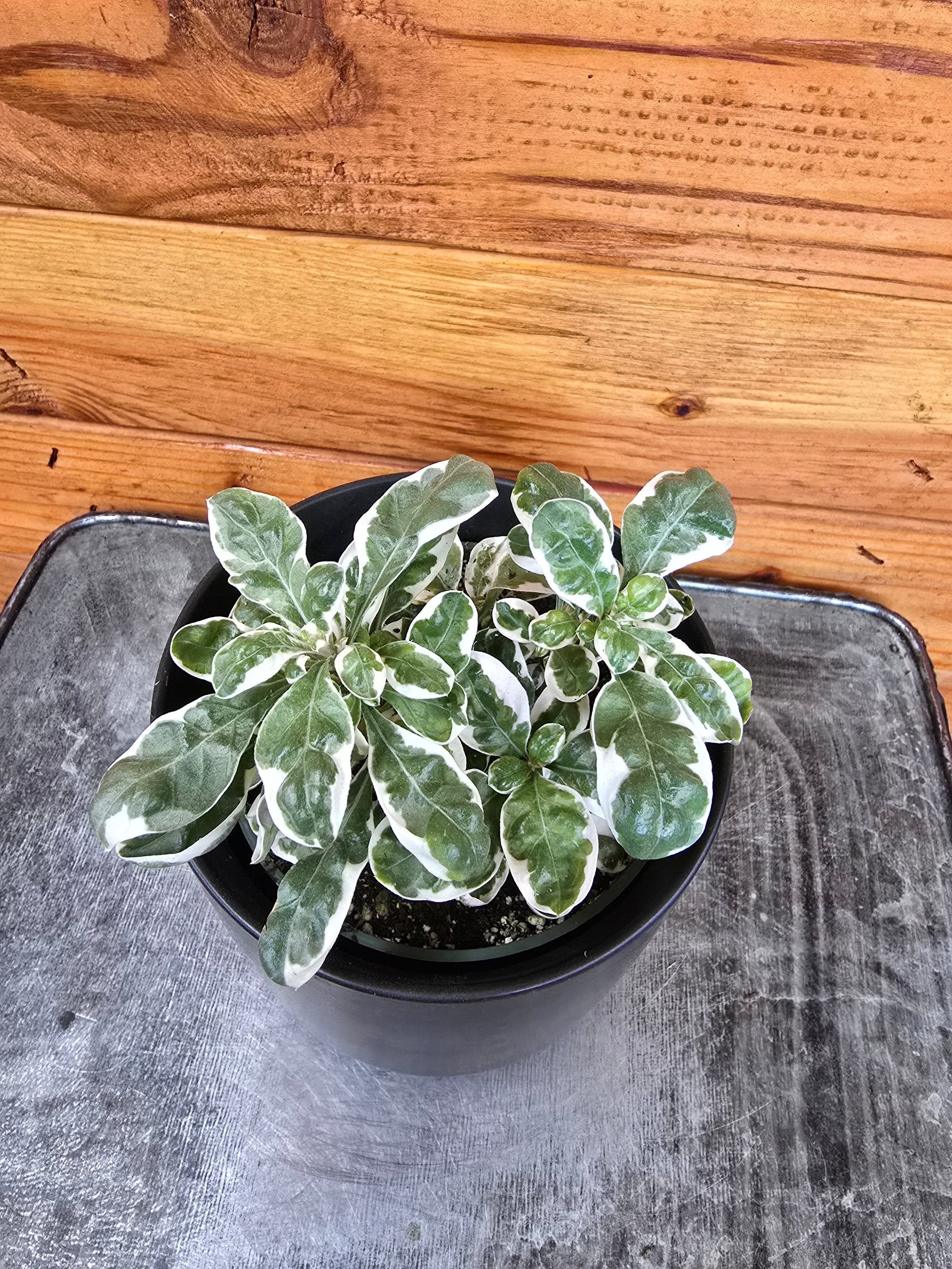 Alternanthera Snow Queen, 4" Plant — The Plant Farm®