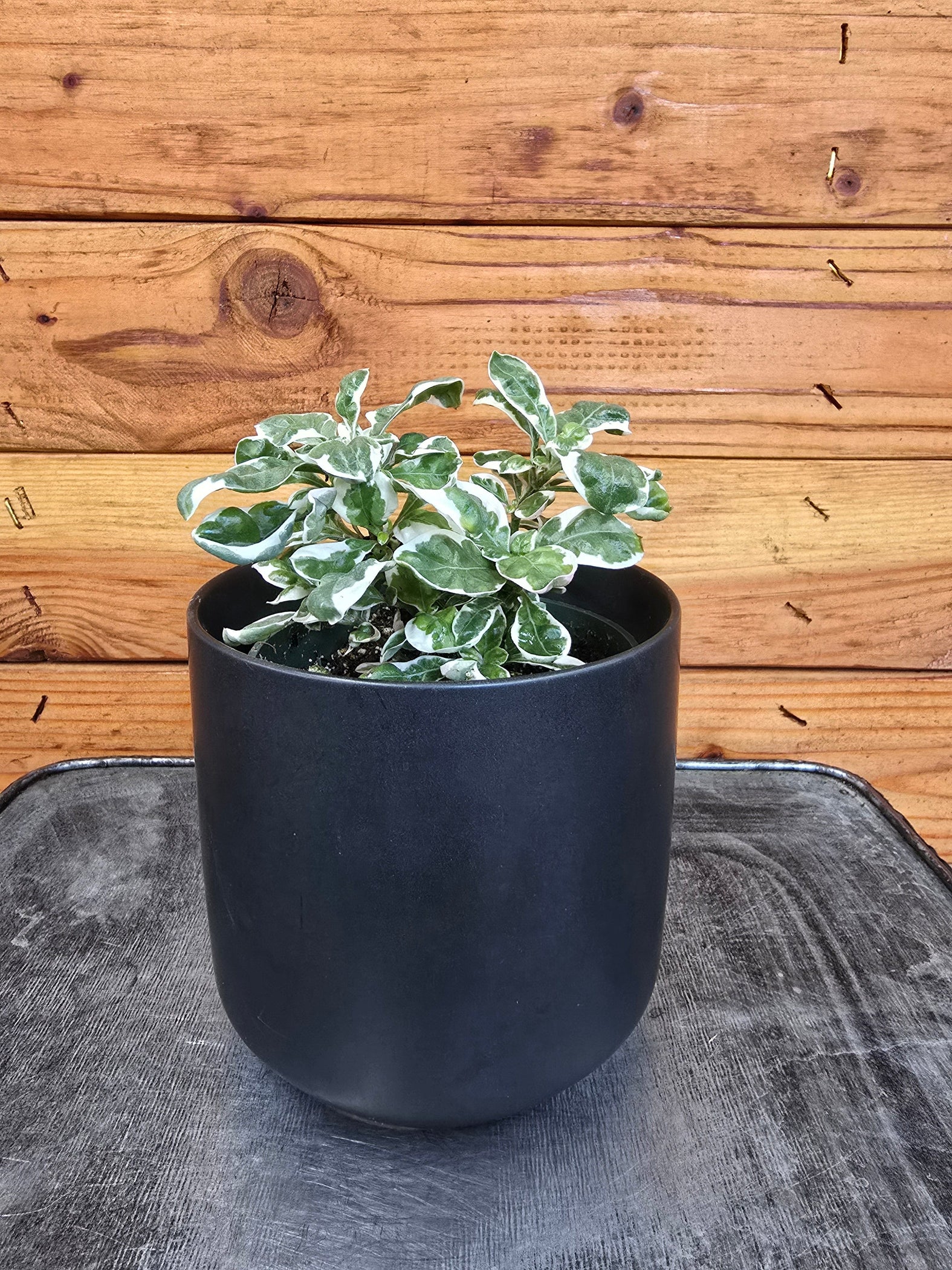 Alternanthera Snow Queen, 4" Plant — The Plant Farm®