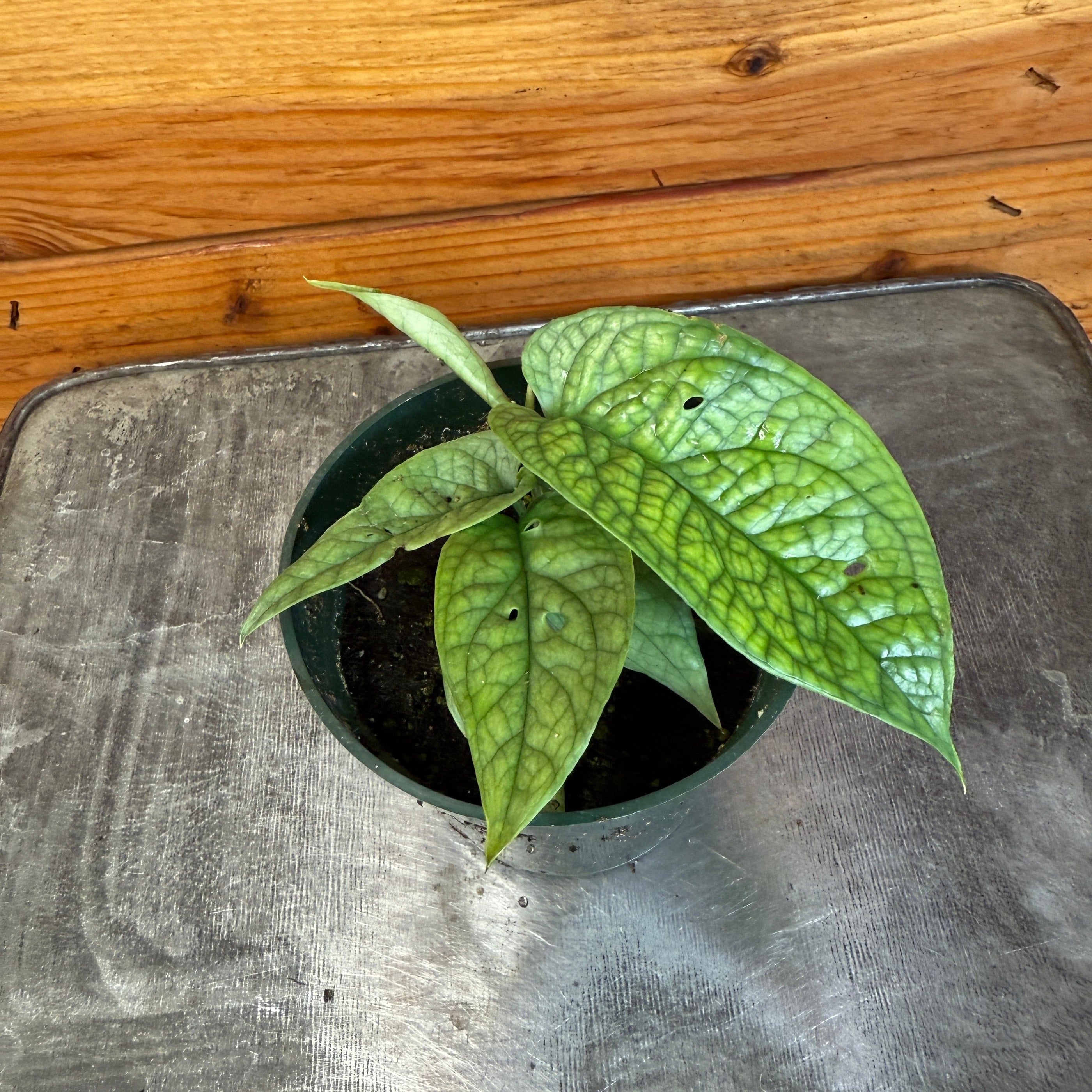 Amydrium Spiderman, 4" Plant — The Plant Farm®