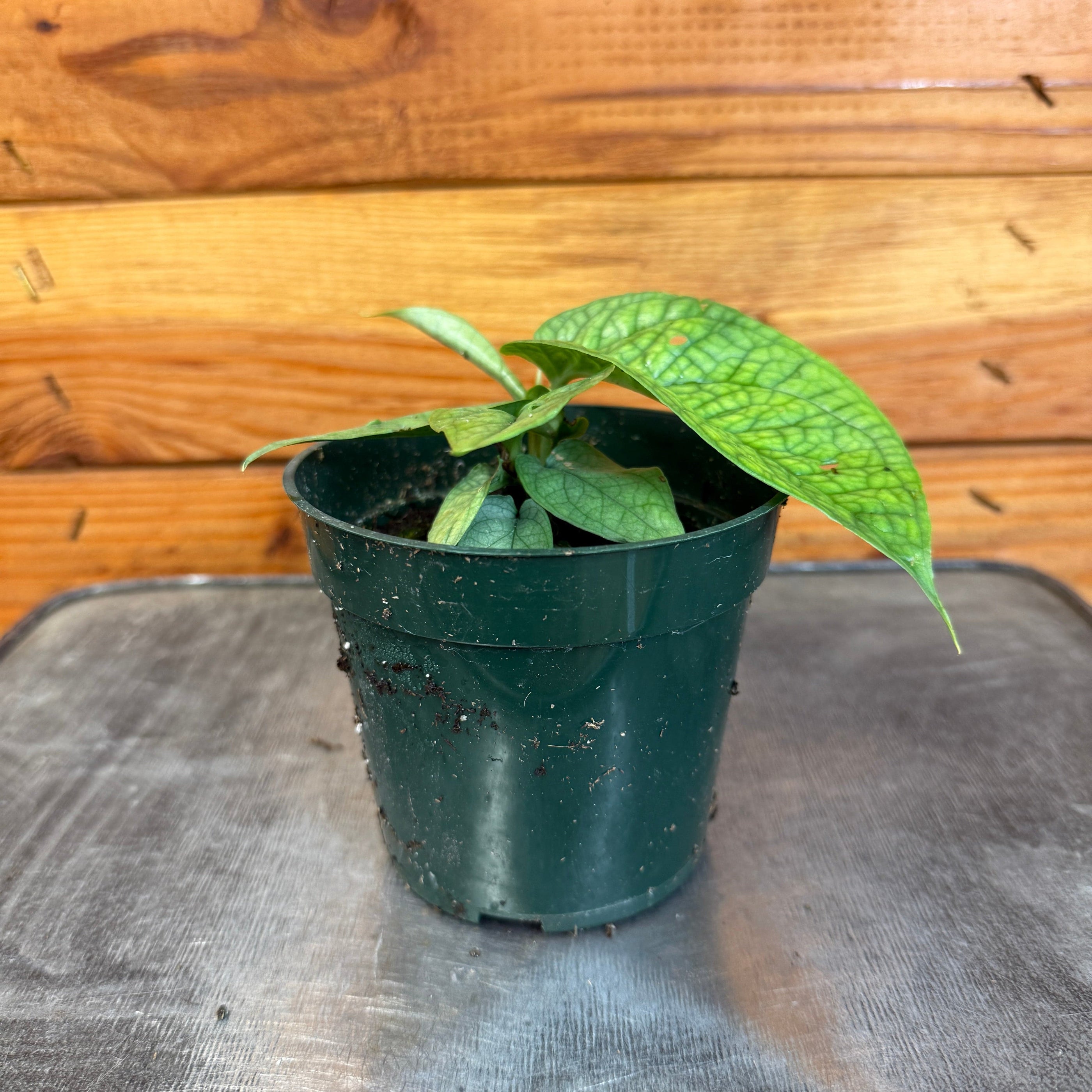 Amydrium Spiderman, 4" Plant — The Plant Farm®