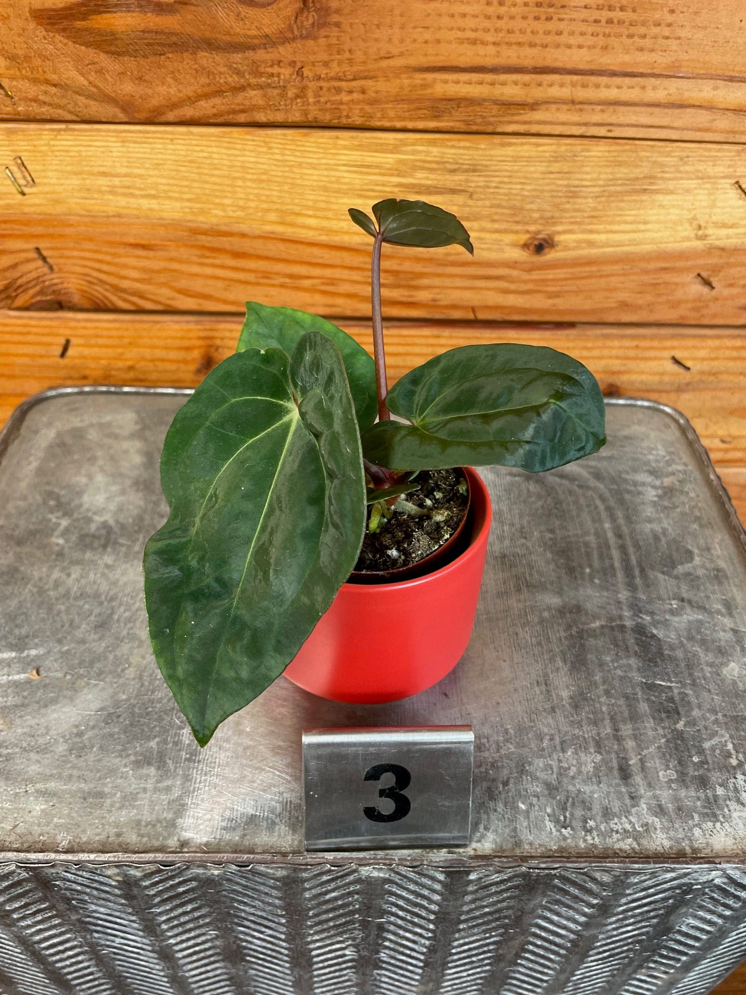 Anthurium Libertii X Michelle - Pick Your Plant, 2" Plant — The Plant Farm®