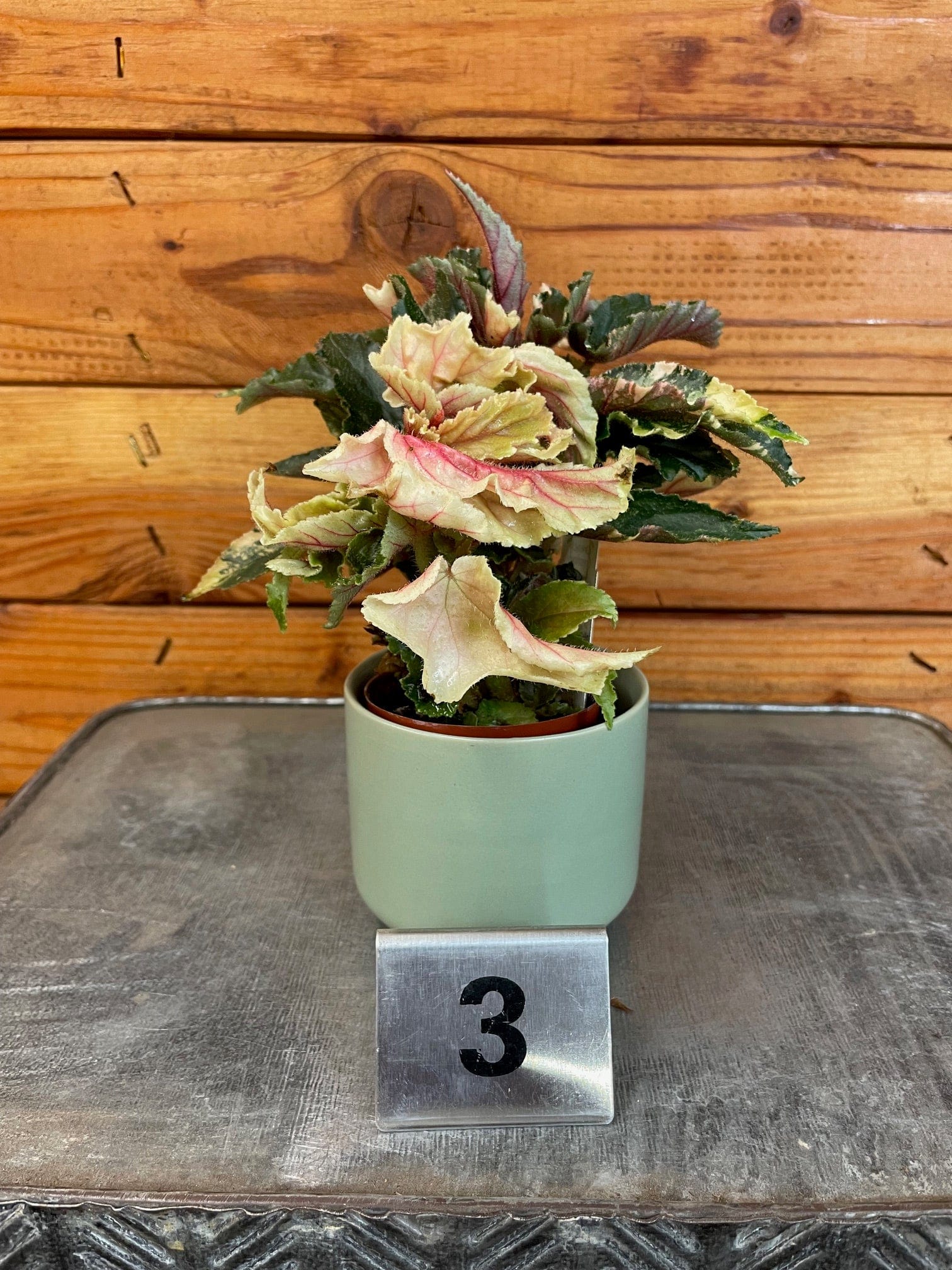 Begonia Ginny Galaxy - Pick Your Plant, 2" Plant — The Plant Farm®