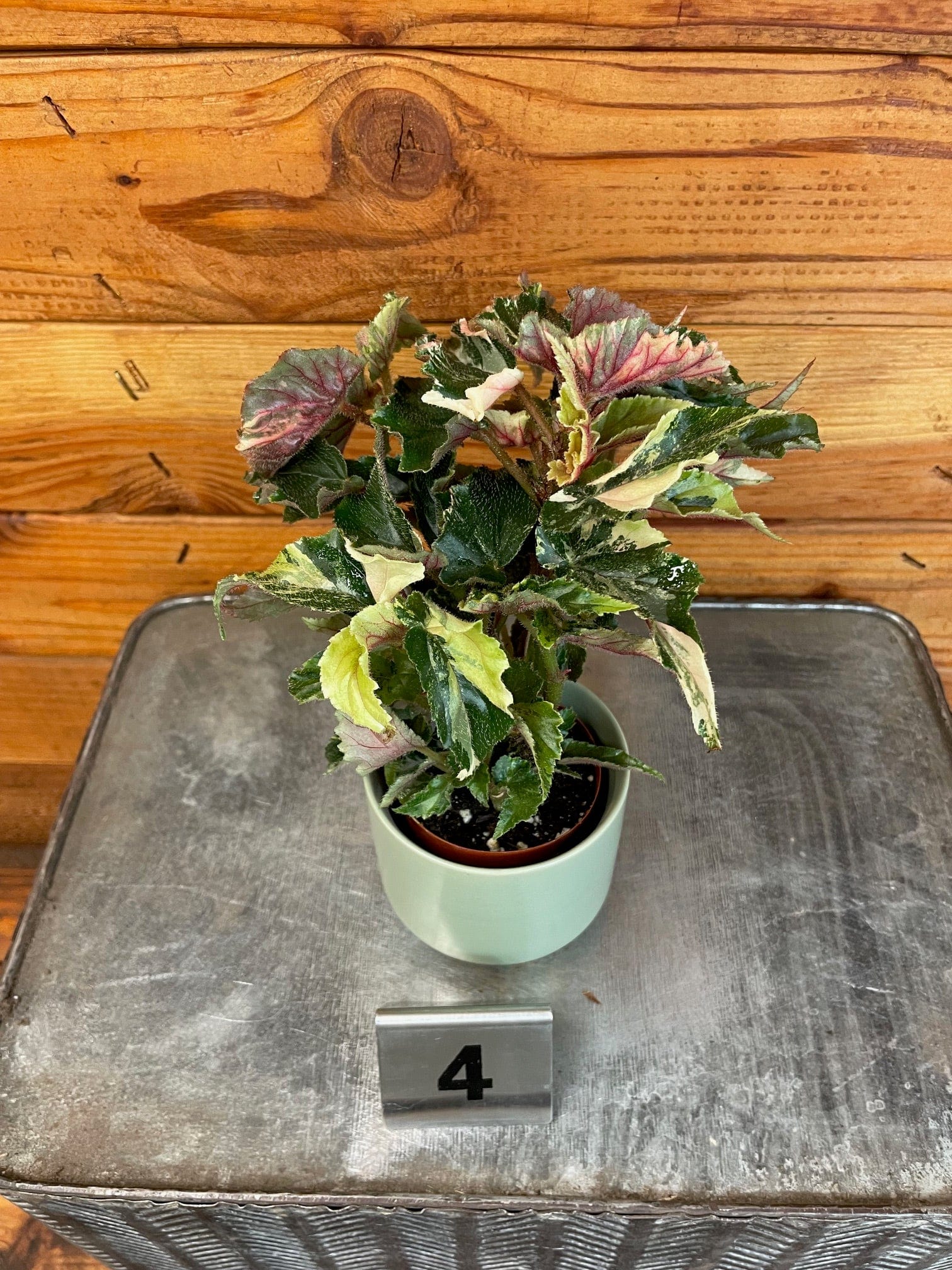 Begonia Ginny Galaxy - Pick Your Plant, 2" Plant — The Plant Farm®