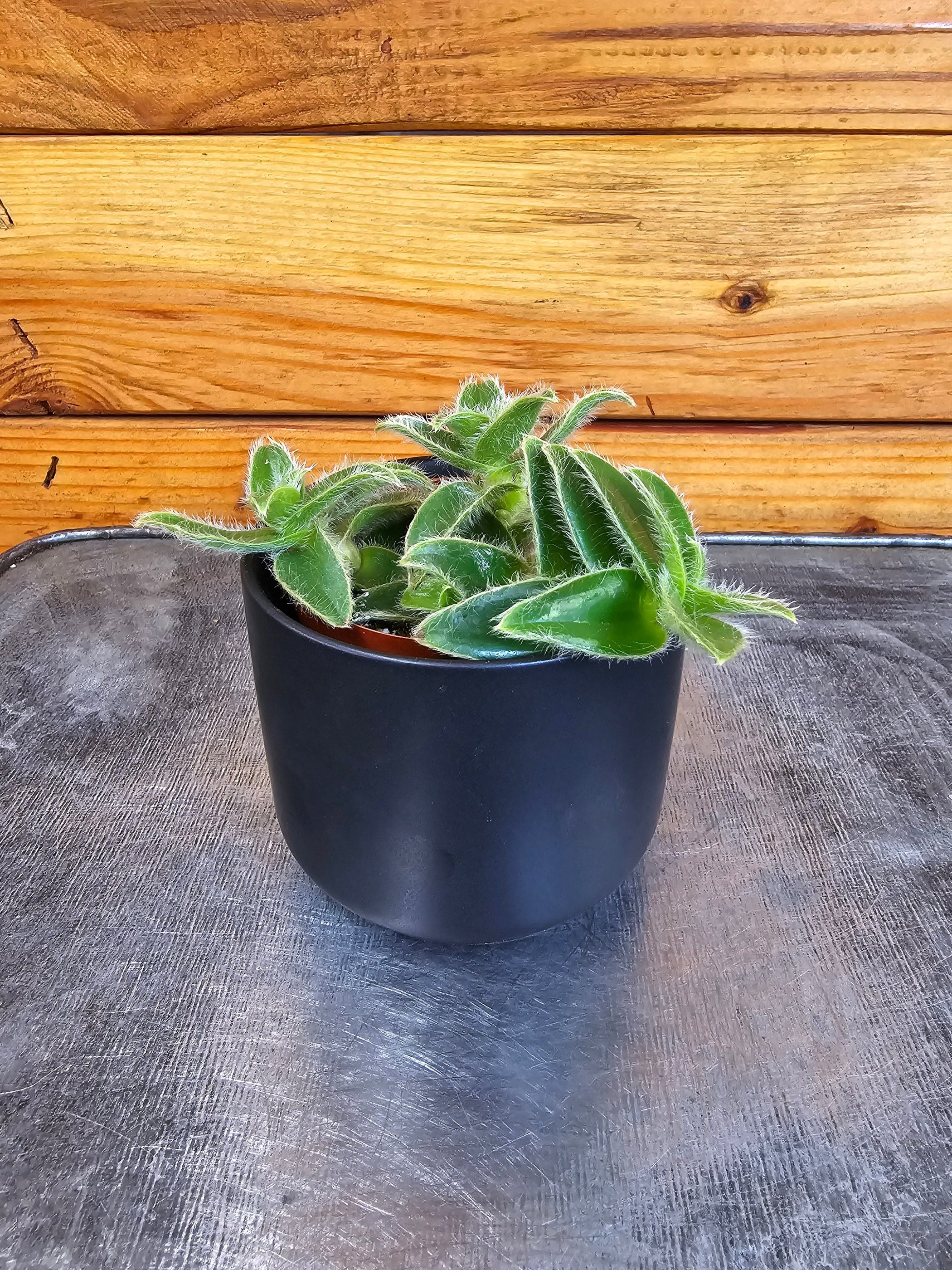 Cyanotis Somaliensis, 2" Plant — The Plant Farm®