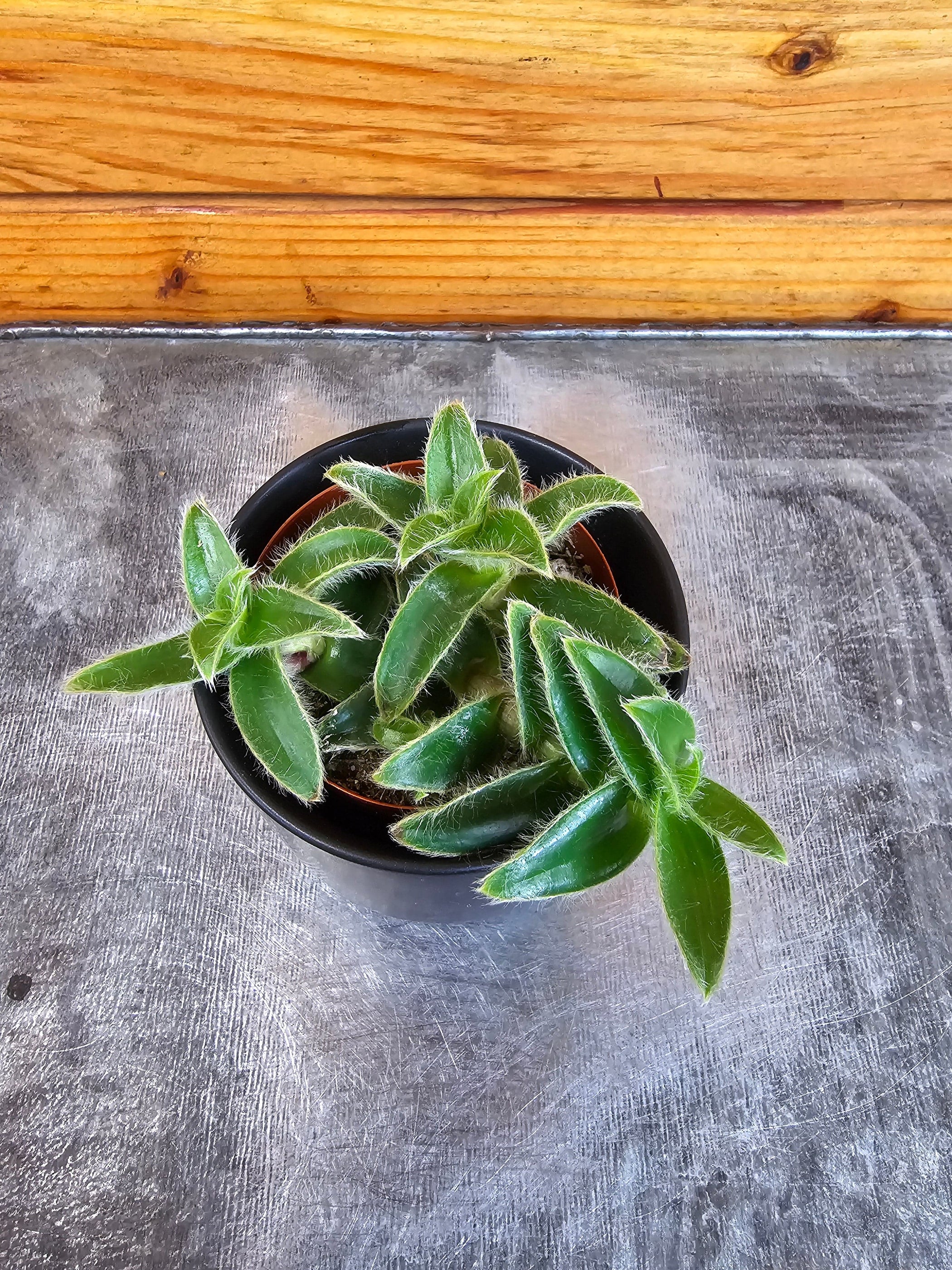 Cyanotis Somaliensis, 2" Plant — The Plant Farm®