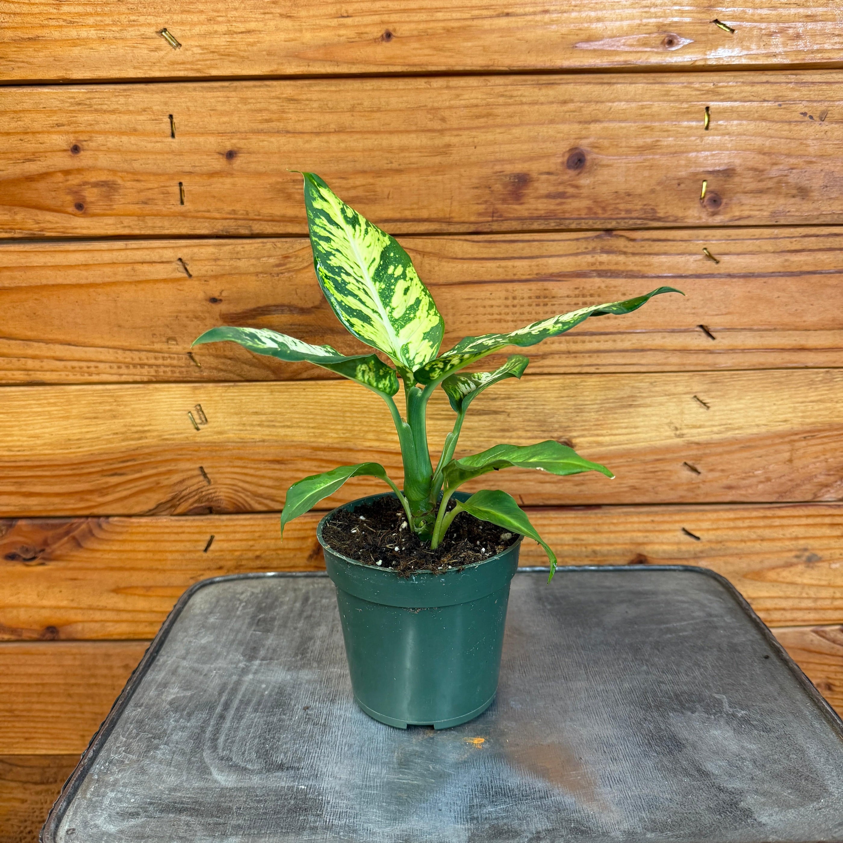 Dieffenbachia Sublime, 4" Plant — The Plant Farm®