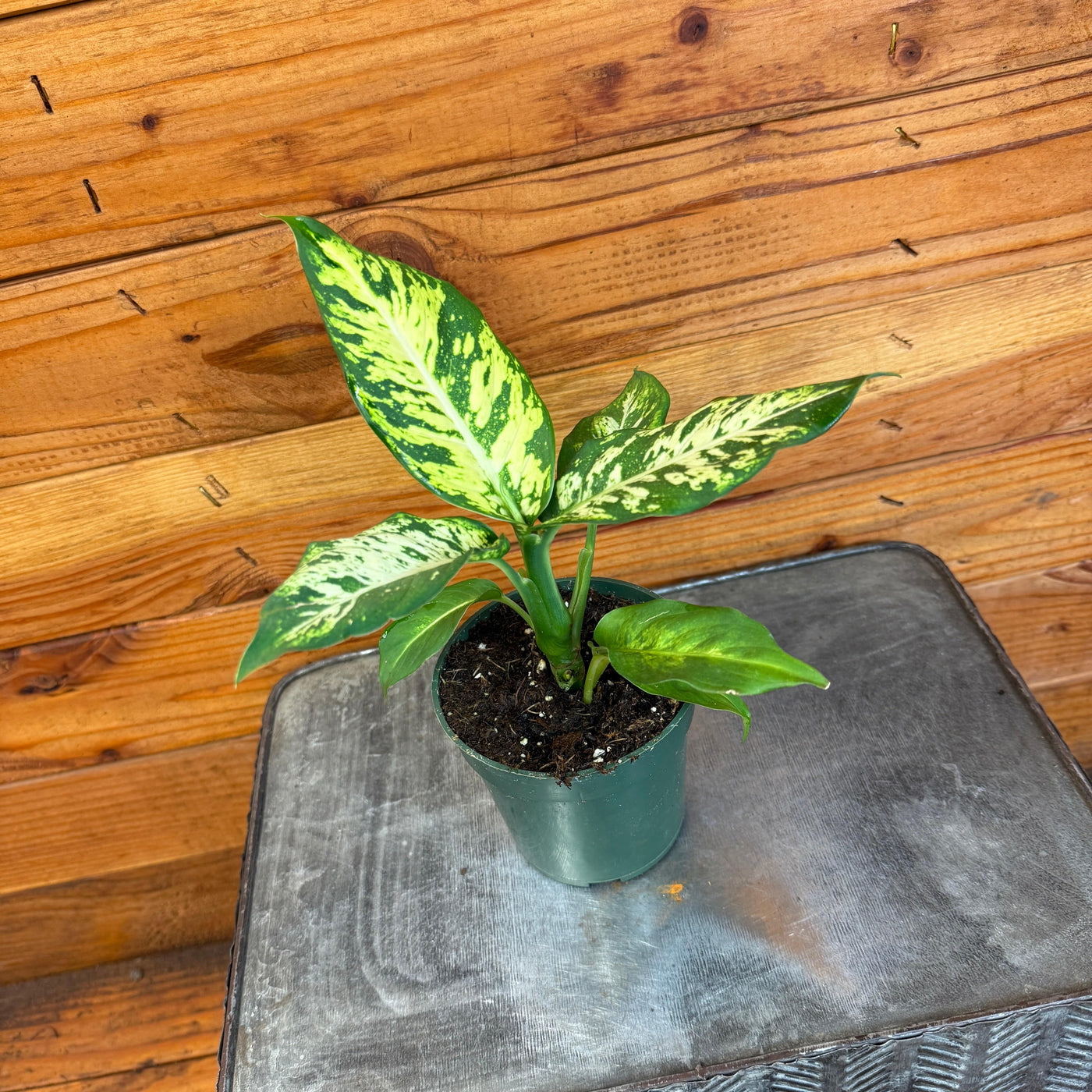 Dieffenbachia Sublime, 4" Plant — The Plant Farm®