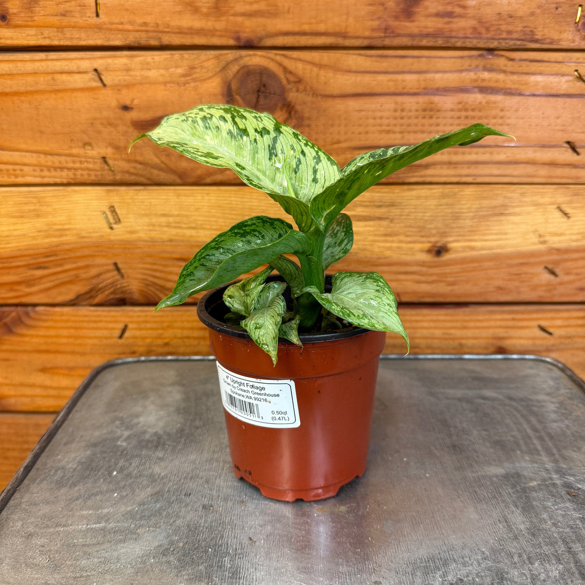 Dieffenbachia Tiki, 4" Plant — The Plant Farm®