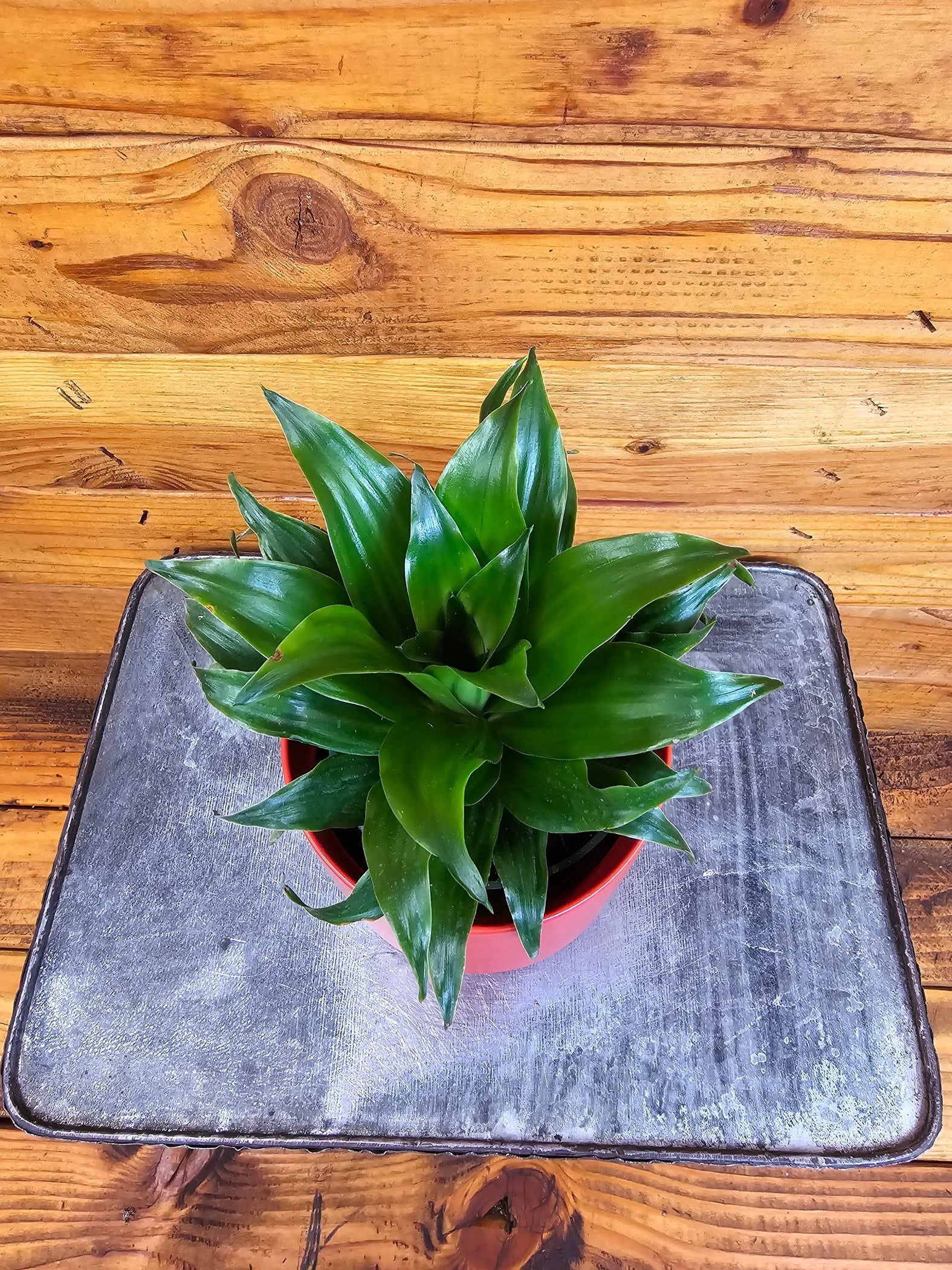 Dracaena Janet Craig Compacta, 4" Plant — The Plant Farm®