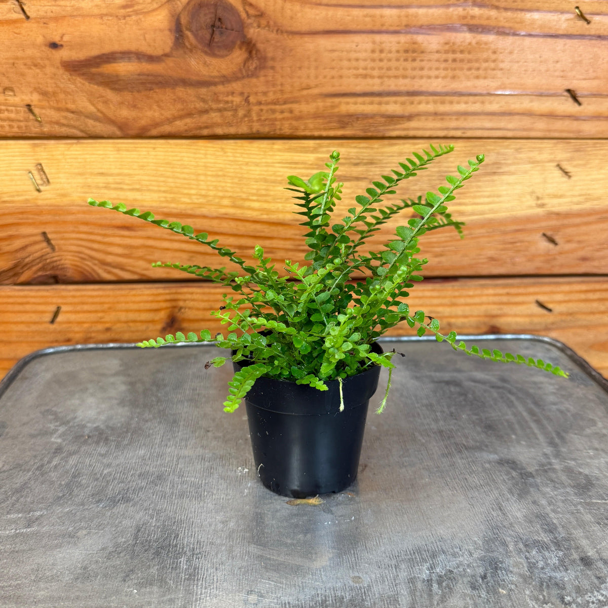 Nephrolepis Cordifolia Fern Lemon Button, 2" Plant — The Plant Farm®