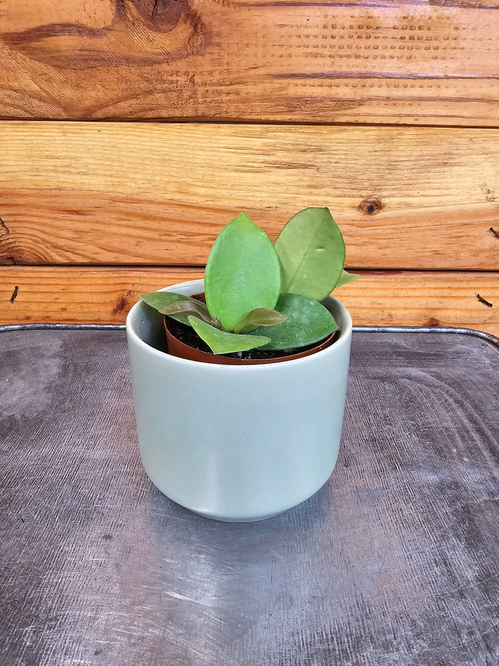 New Arrivals — The Plant Farm®
