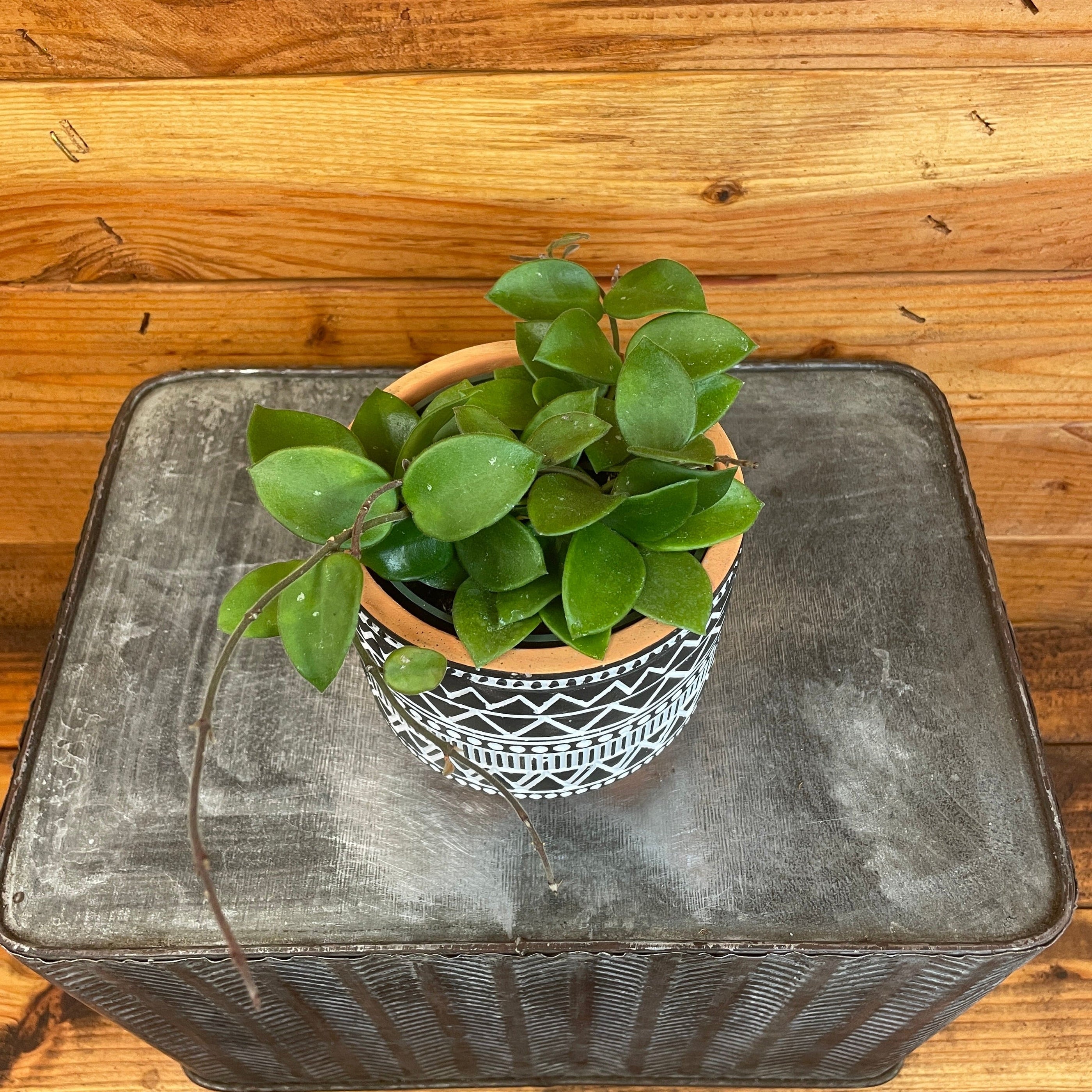 Hoya CV Chouke, 4" Plant — The Plant Farm®