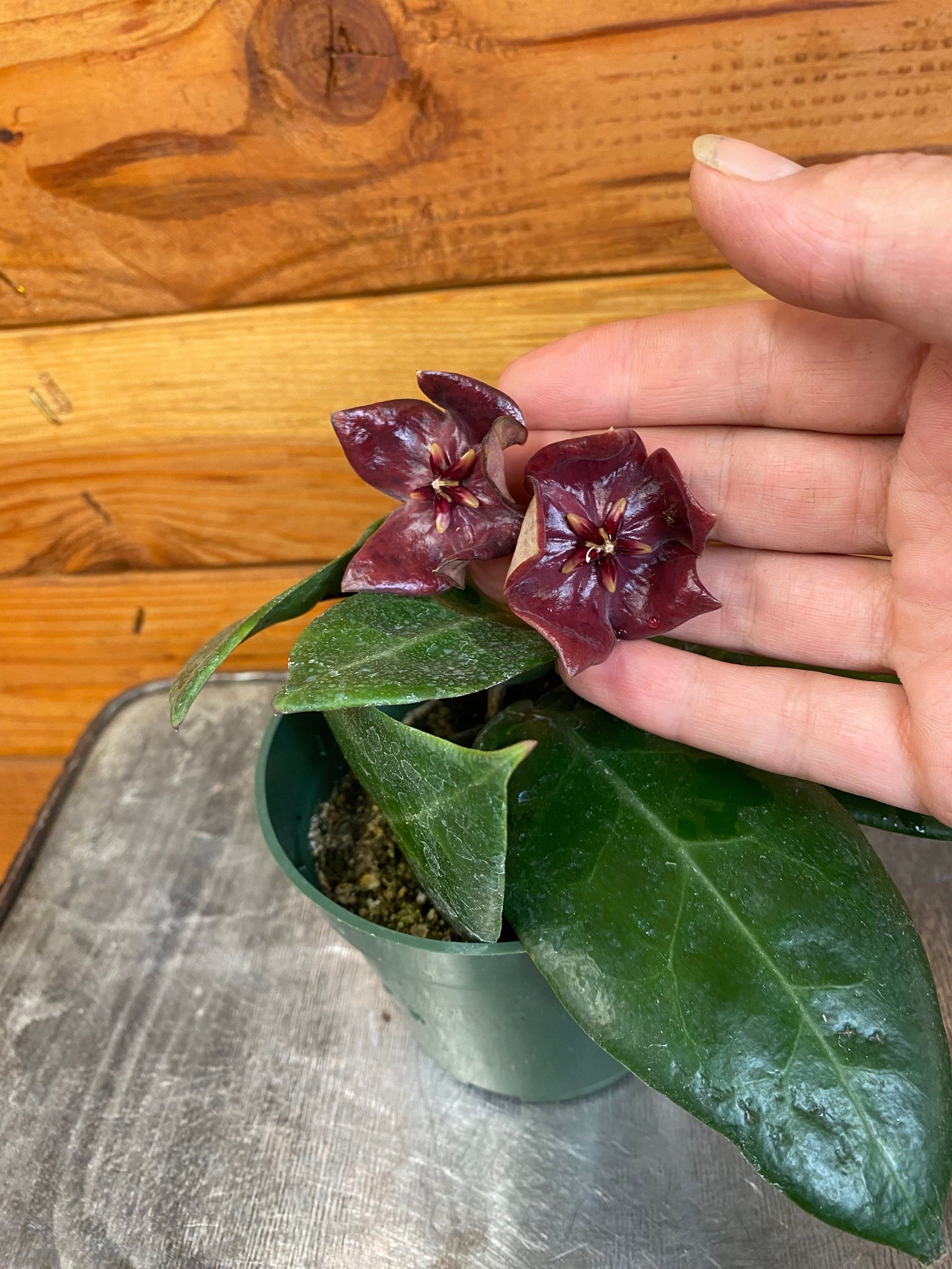 Hoya Megalaster, 4" Plant — The Plant Farm®
