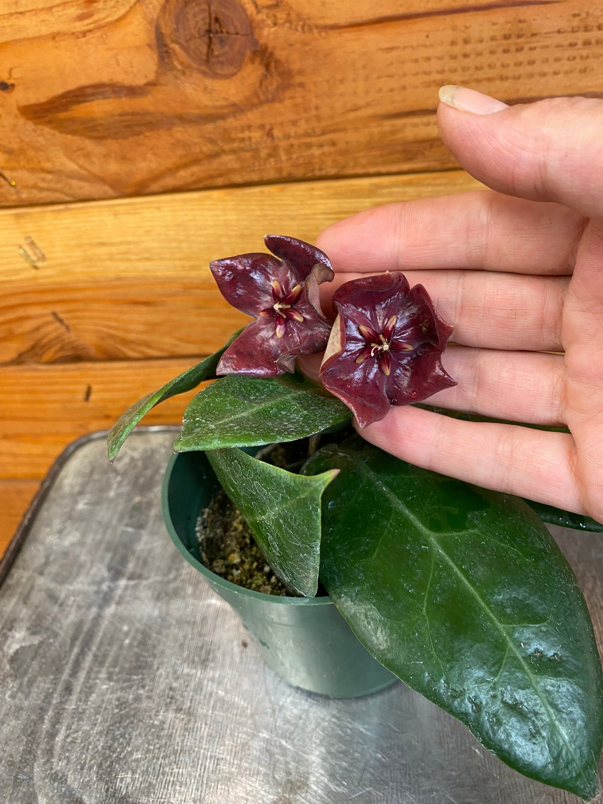 Hoya Megalaster, 4" Plant — The Plant Farm®