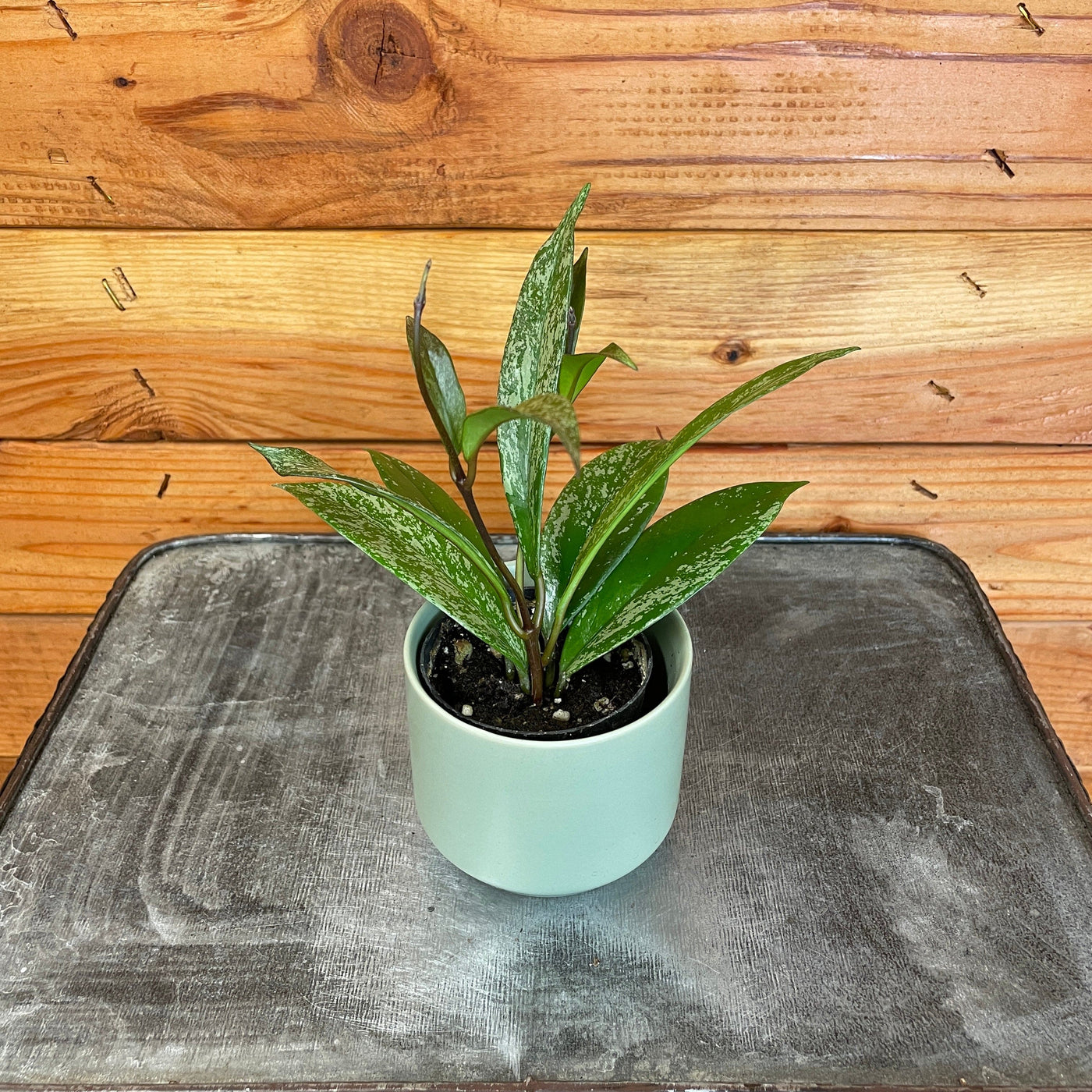 Hoya Pubicalyx Splash, 2" Plant — The Plant Farm®