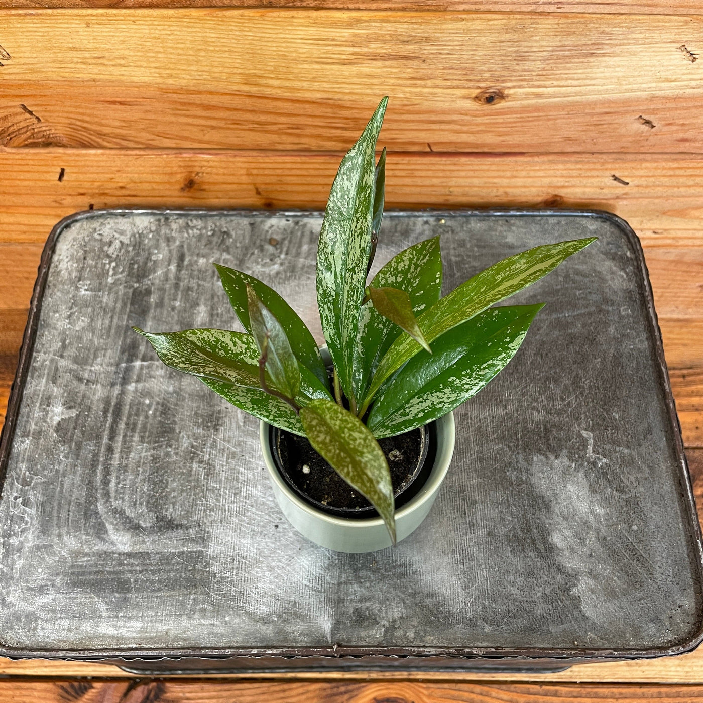 Hoya Pubicalyx Splash, 2" Plant — The Plant Farm®