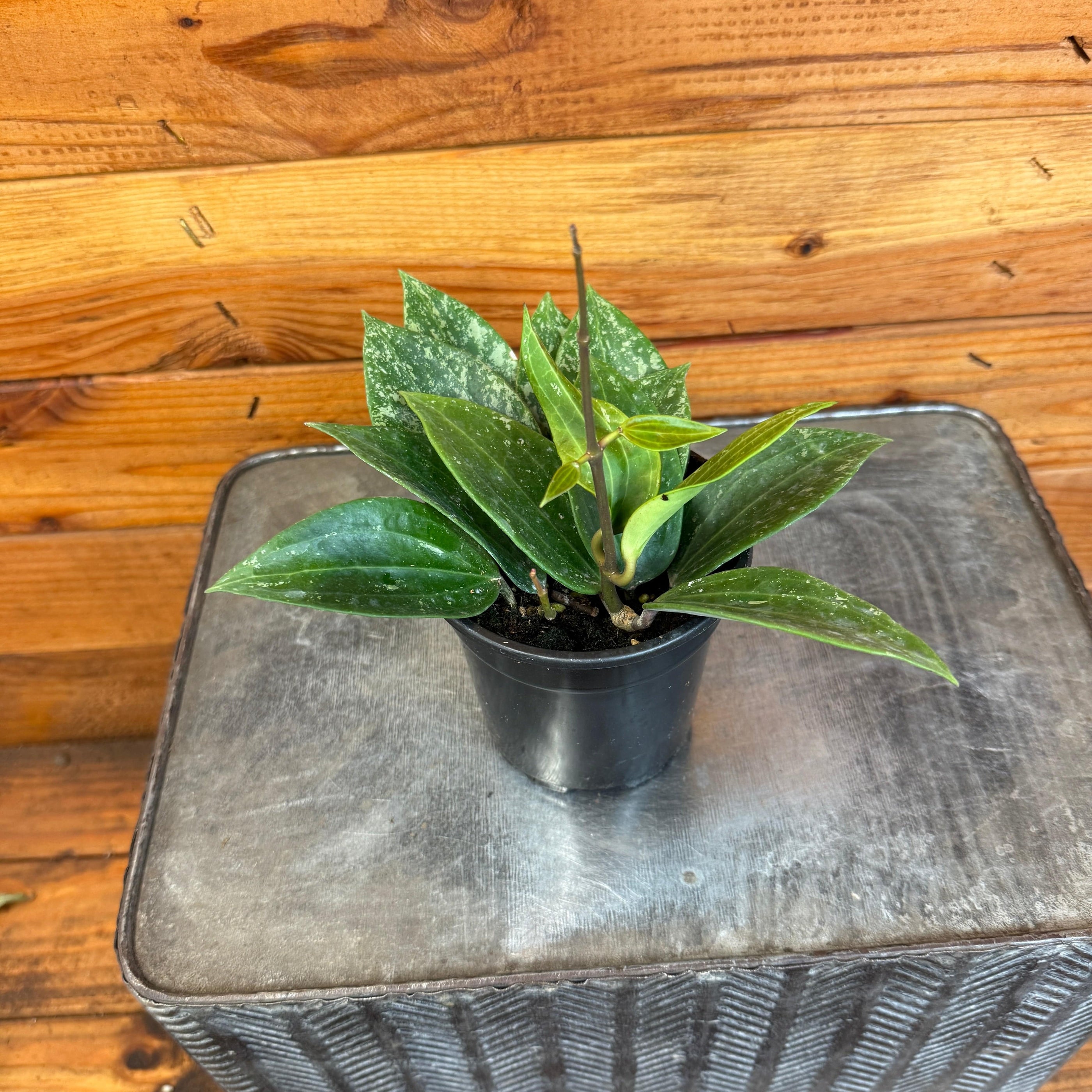 Hoya Rangsan Splash, 4" Plant — The Plant Farm®