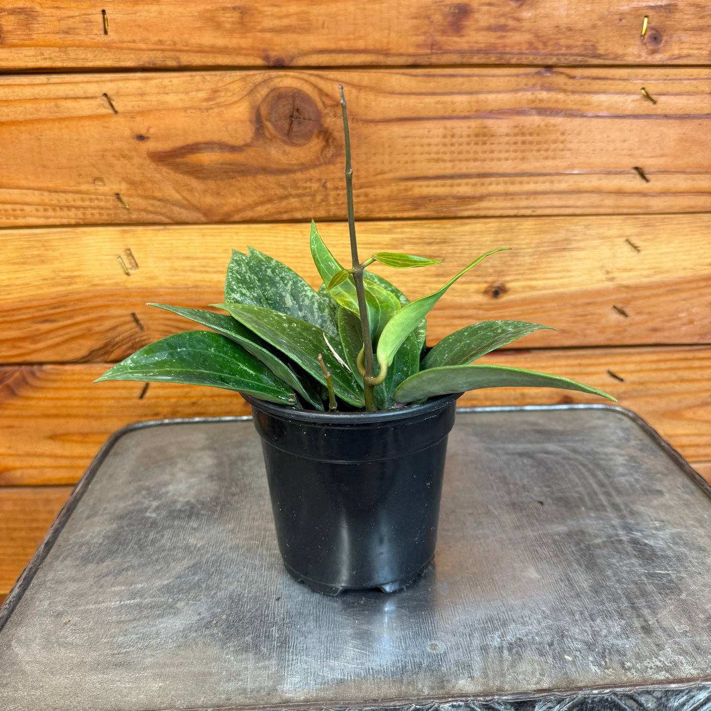 Hoya Rangsan Splash, 4" Plant — The Plant Farm®