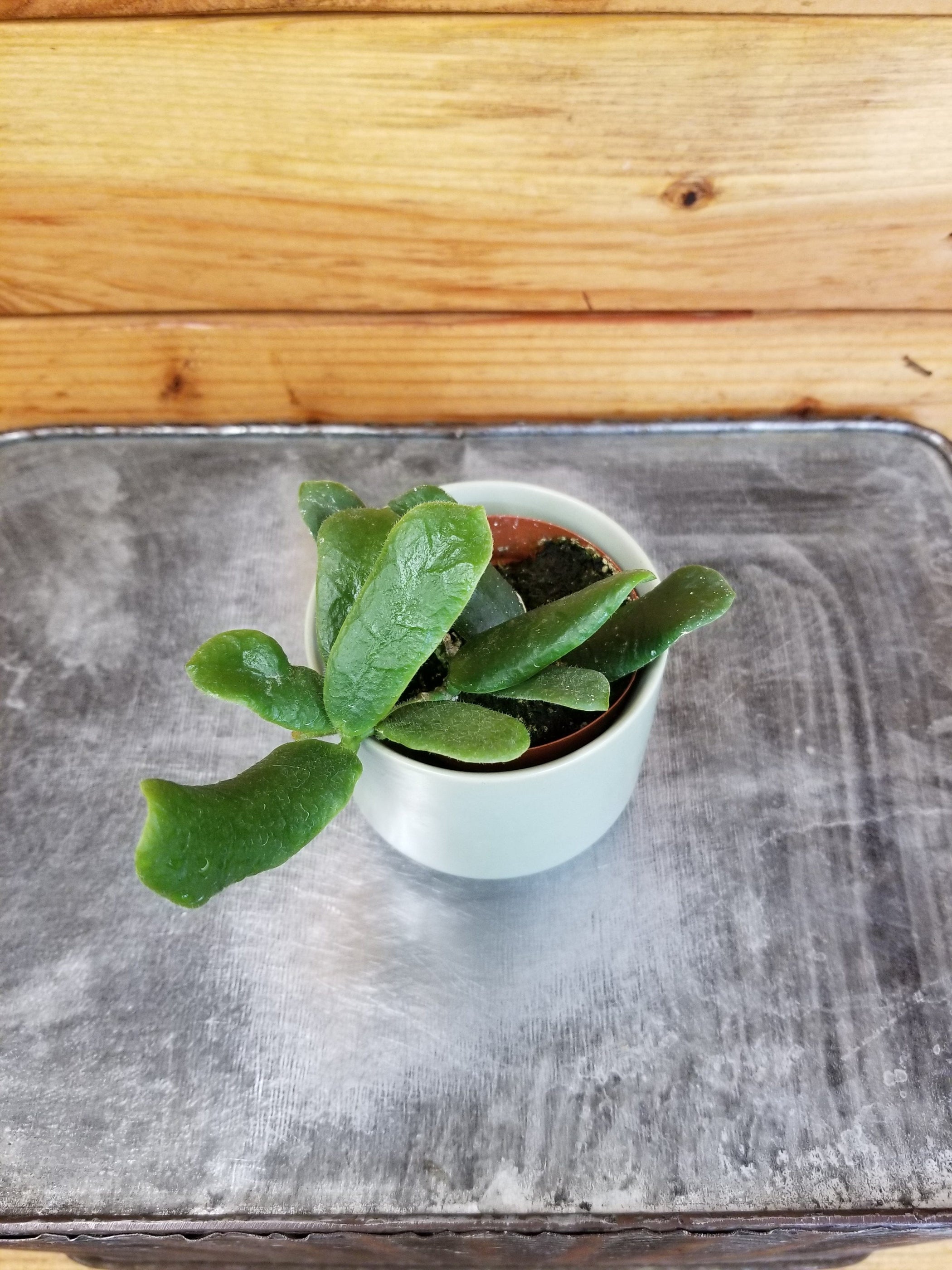 Hoya Rotundiflora, 2" Plant — The Plant Farm®