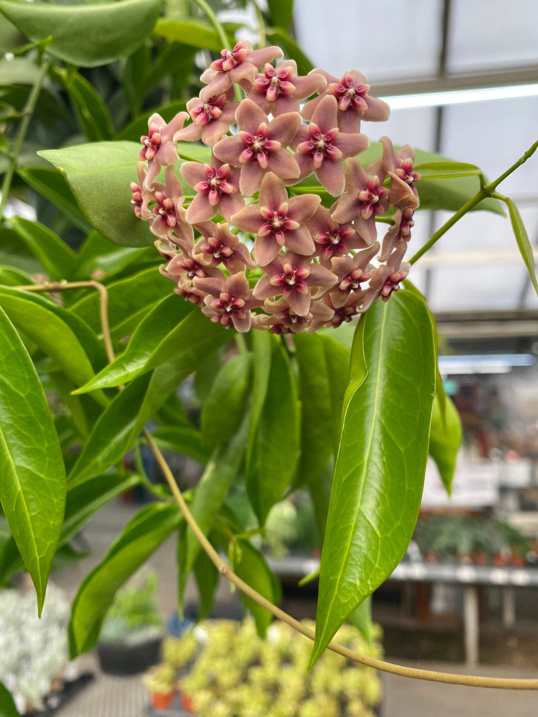 Hoya Rubida, 2" Plant — The Plant Farm®