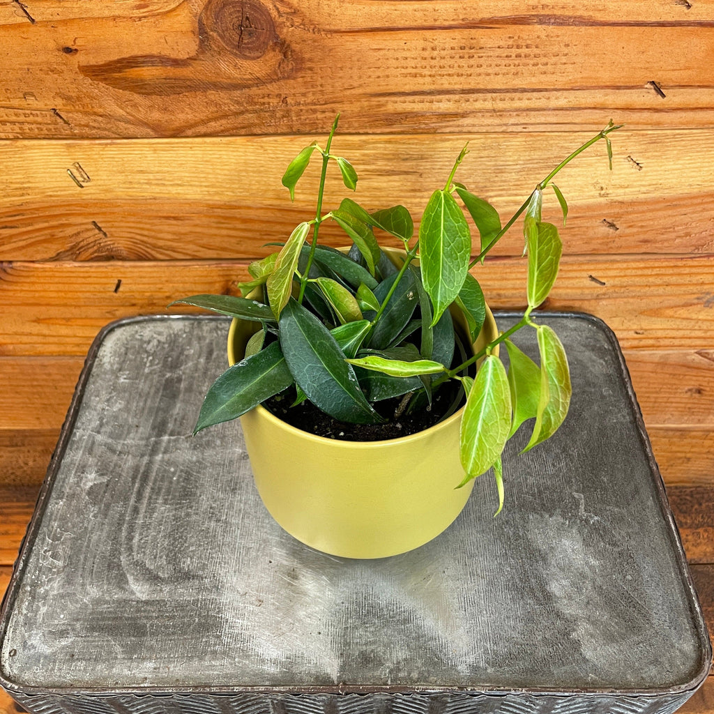 All Plants — Page 3 — The Plant Farm®