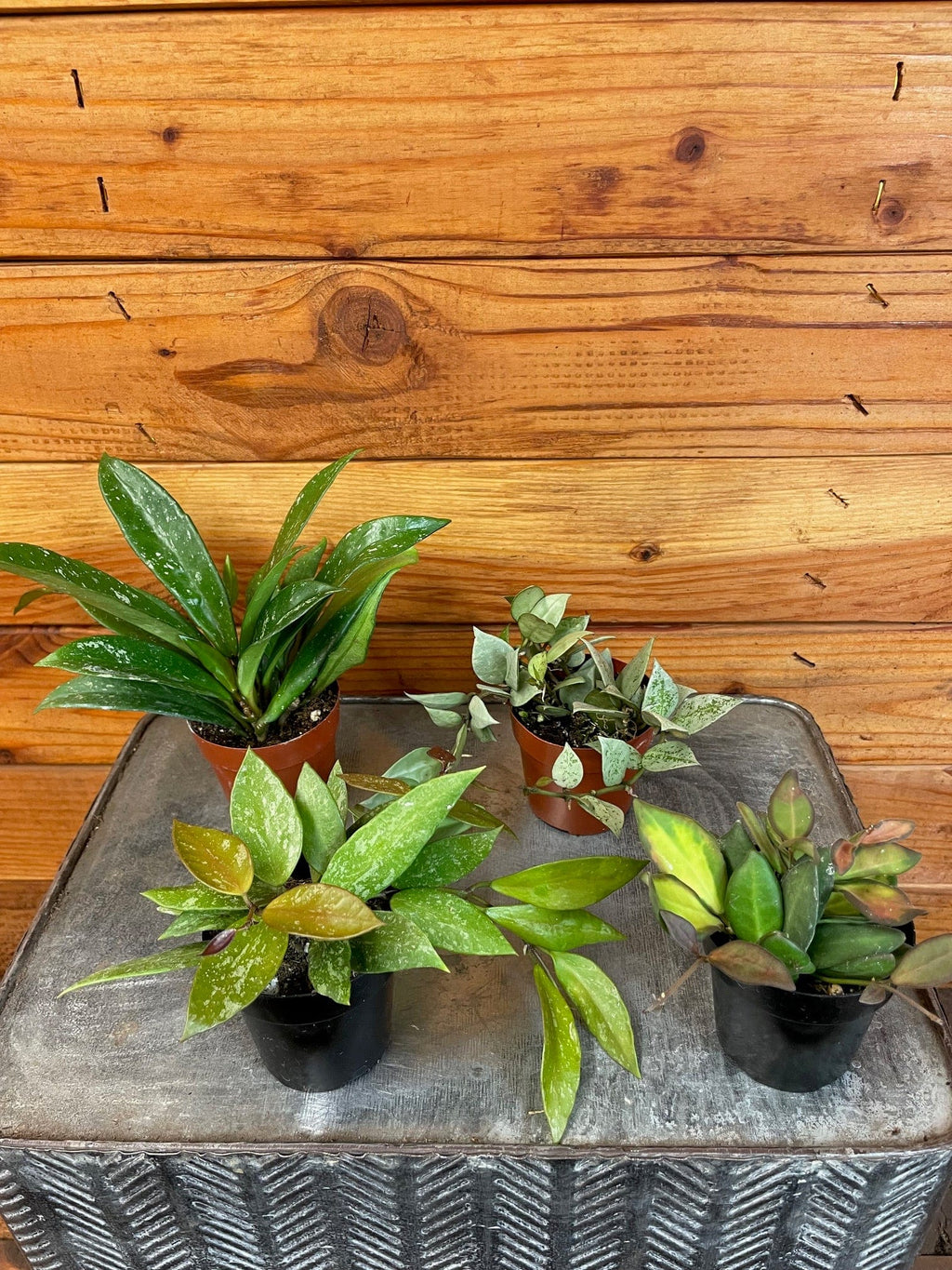 The Plant Farm®