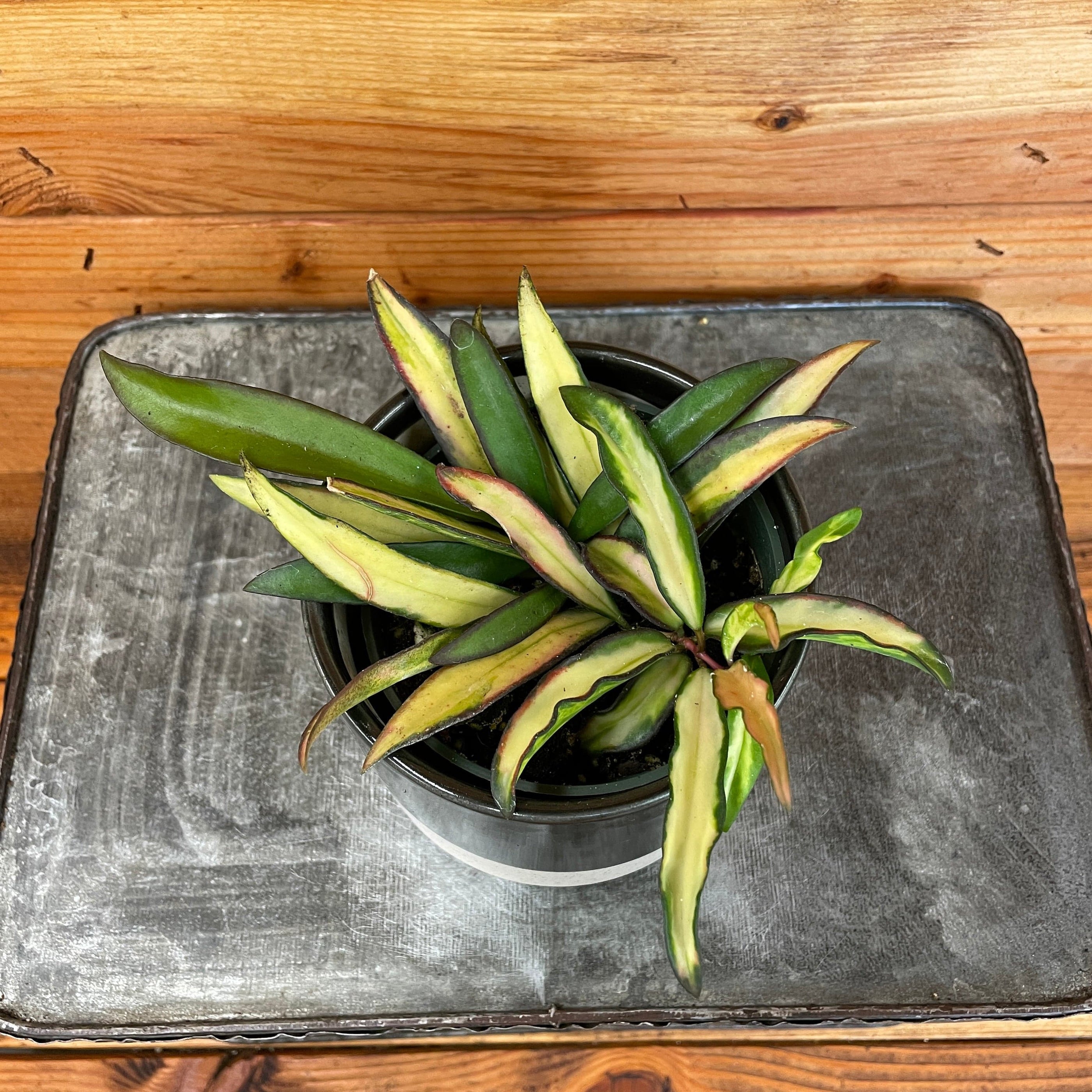 Hoya Wayetii Variegated, 4" Plant — The Plant Farm®