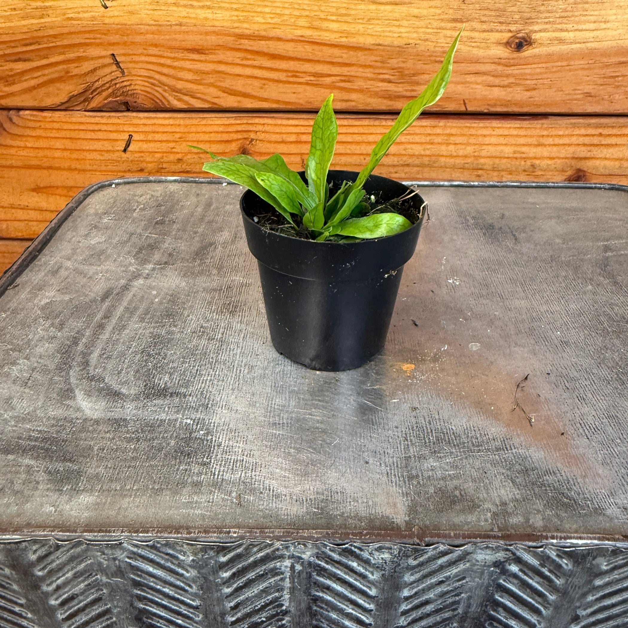 Microsorum Musifolium Crocodile Fern, 2" Plant — The Plant Farm®