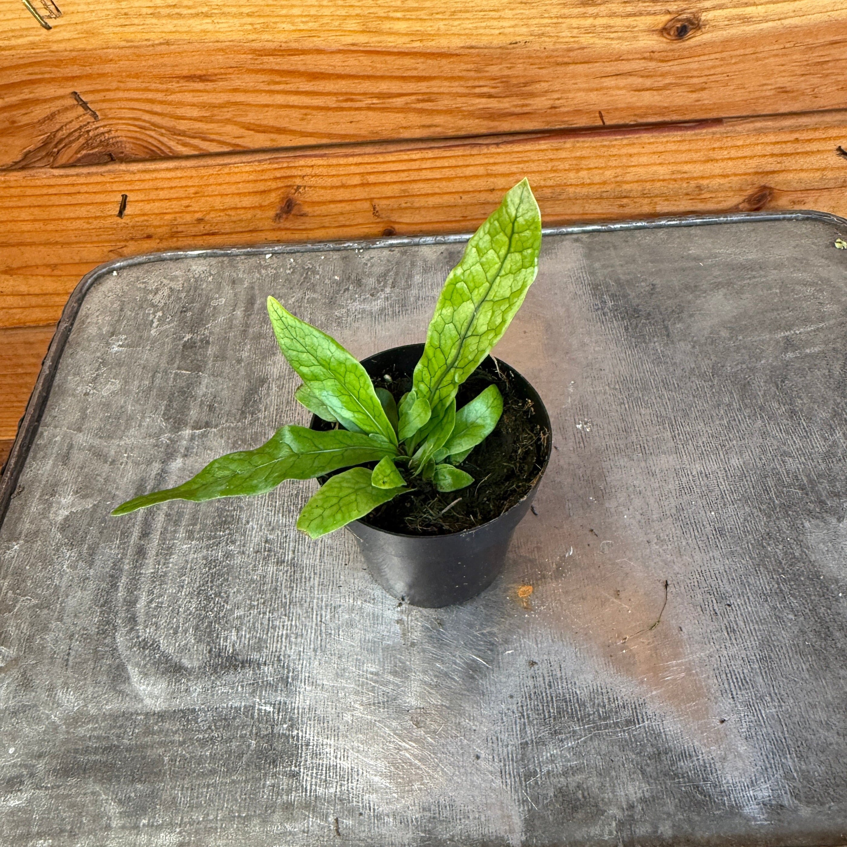 Microsorum Musifolium Crocodile Fern, 2" Plant — The Plant Farm®