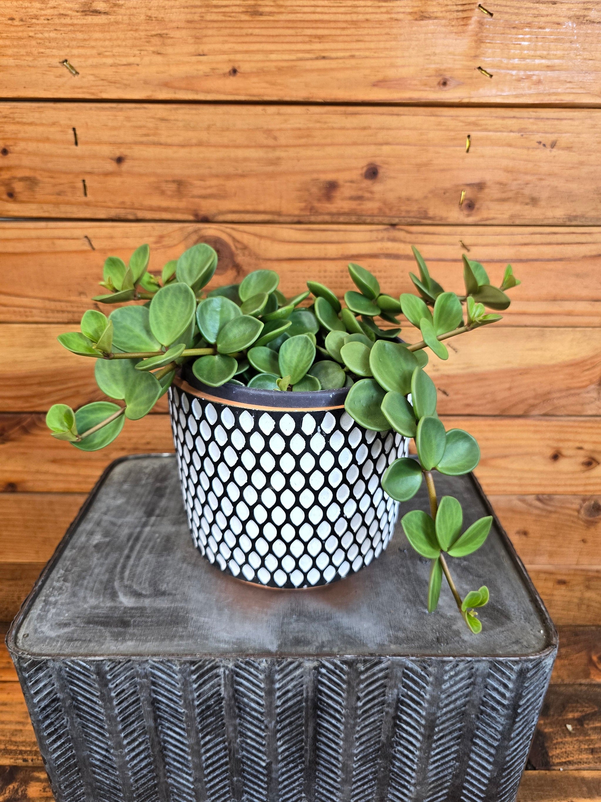 Six Inch Plants — The Plant Farm®