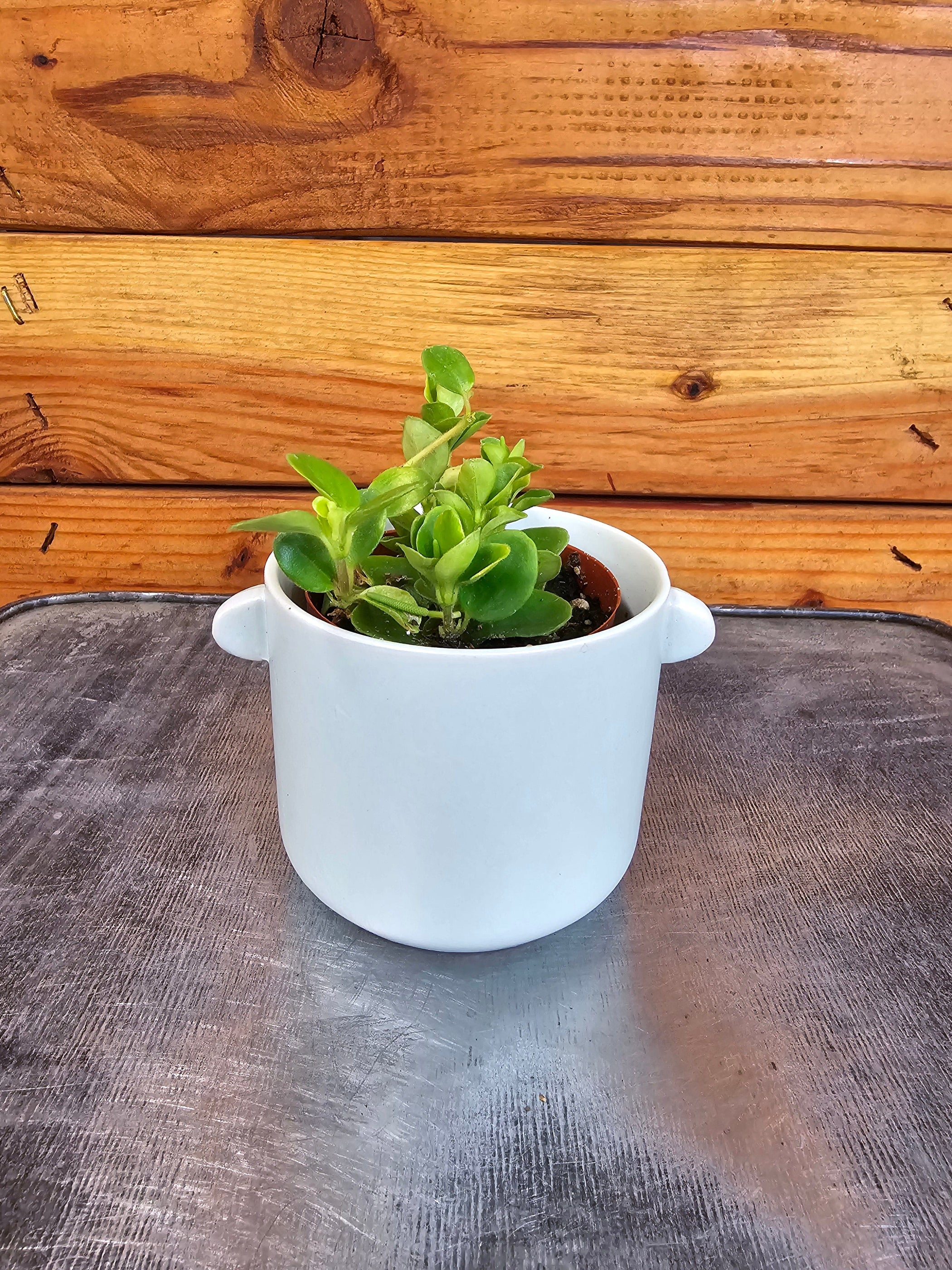 Peperomia Jitterbug, 2" Plant — The Plant Farm®