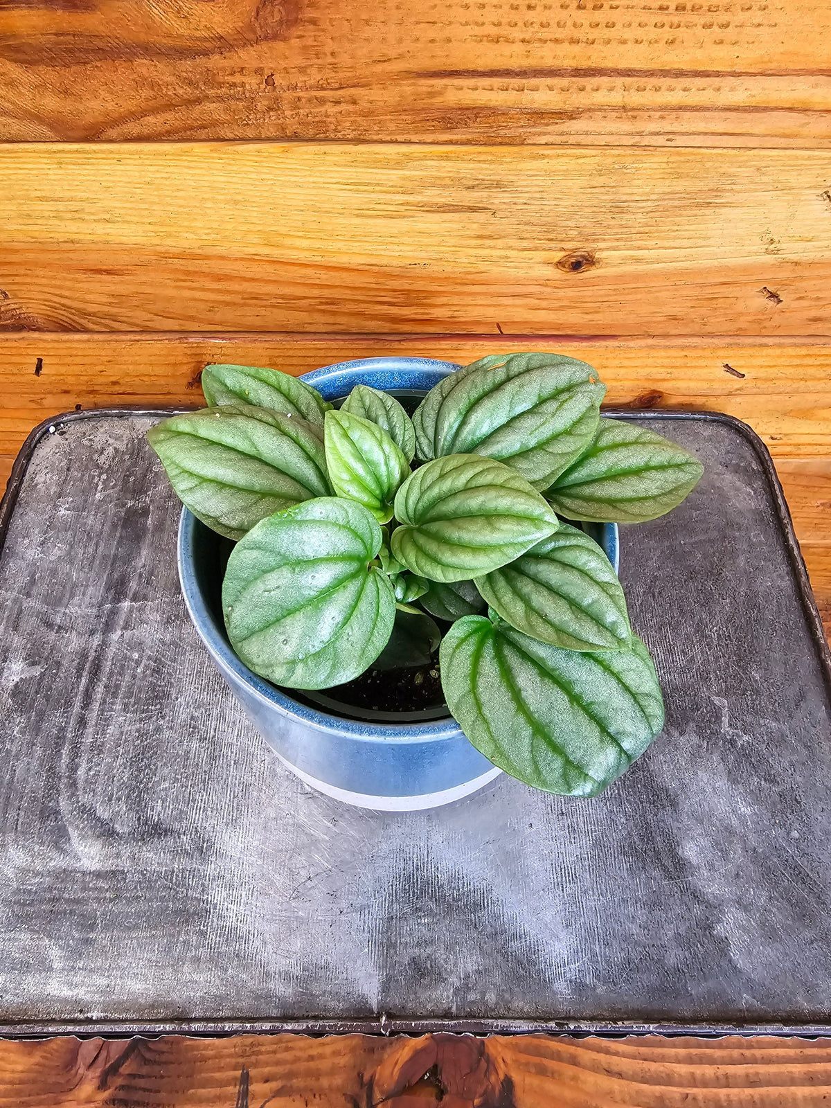 Peperomia Moonlight, 4" Plant — The Plant Farm®