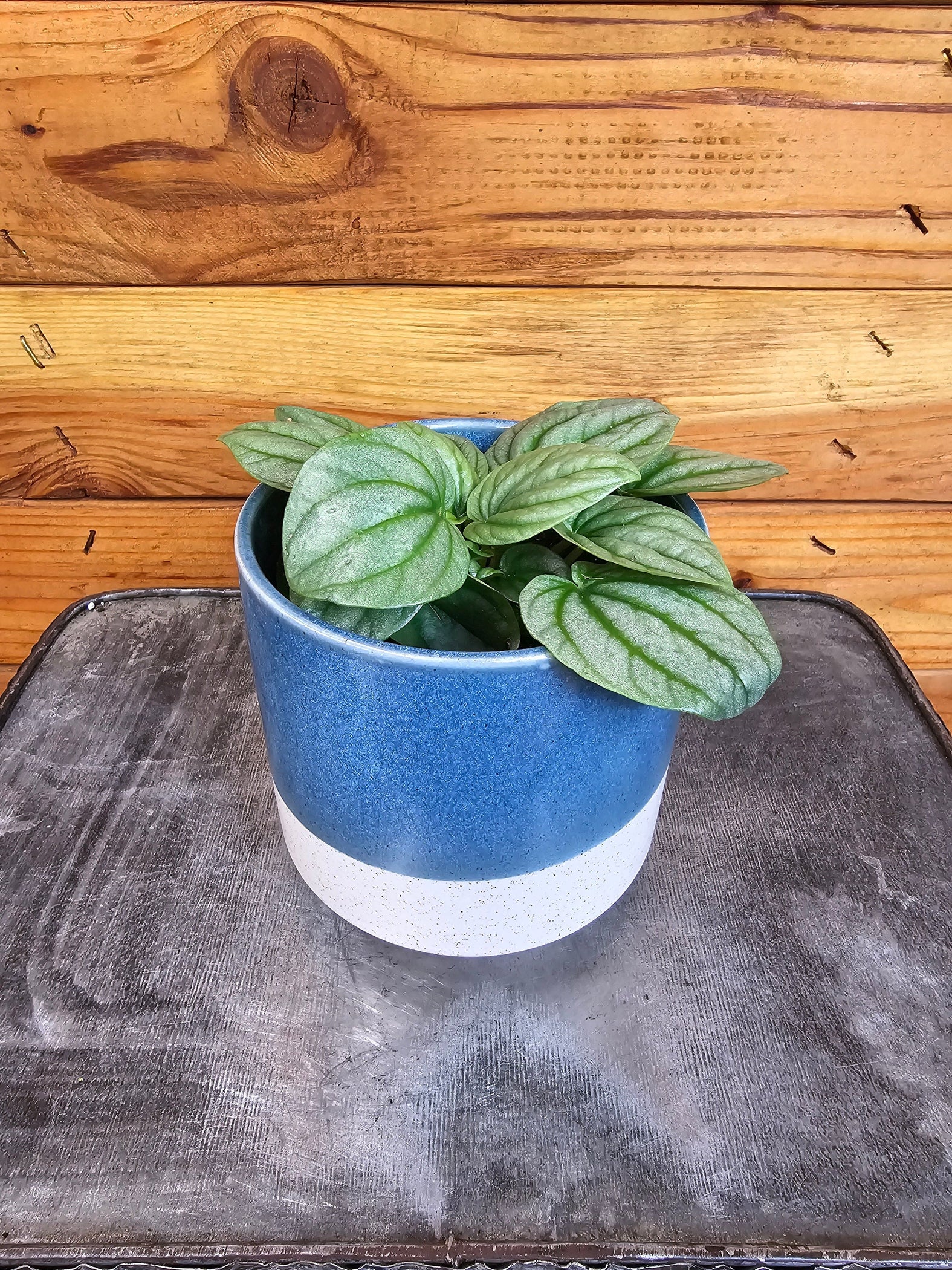 Peperomia Moonlight, 4" Plant — The Plant Farm®