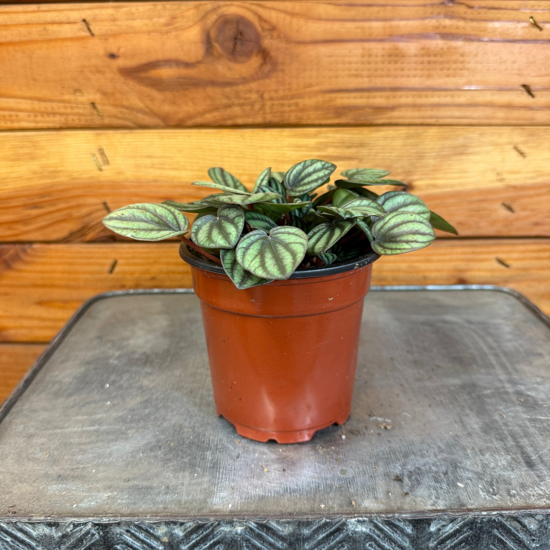 Peperomia Piccolo Banda, 4" Plant — The Plant Farm®