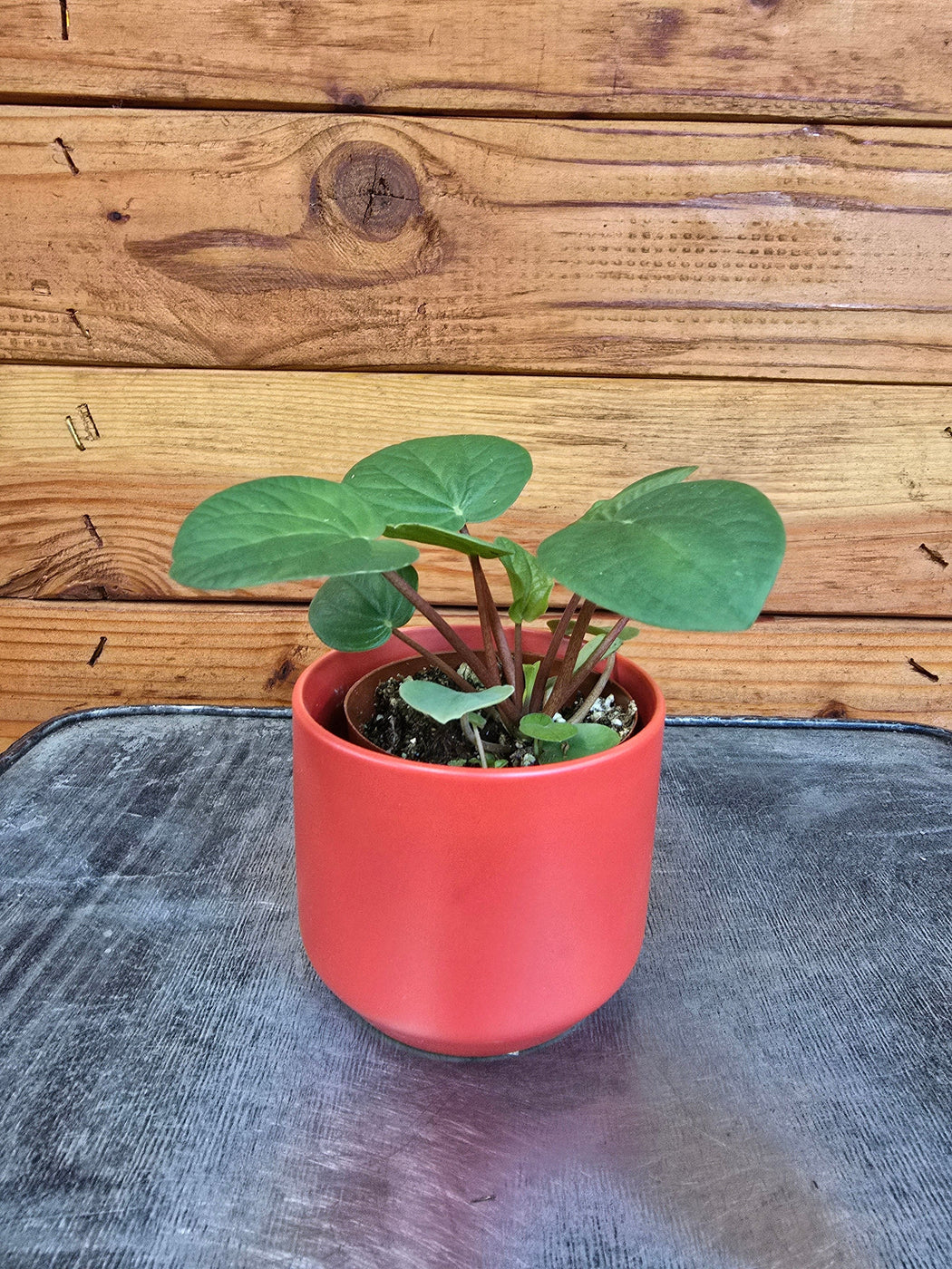 Peperomia Rana Verde, 2" Plant — The Plant Farm®