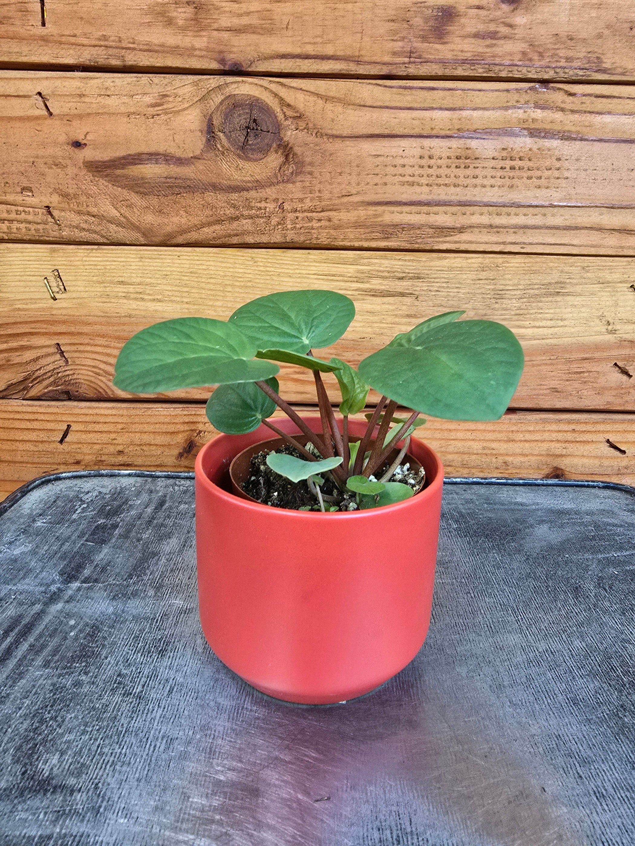 Peperomia Rana Verde, 2" Plant — The Plant Farm®
