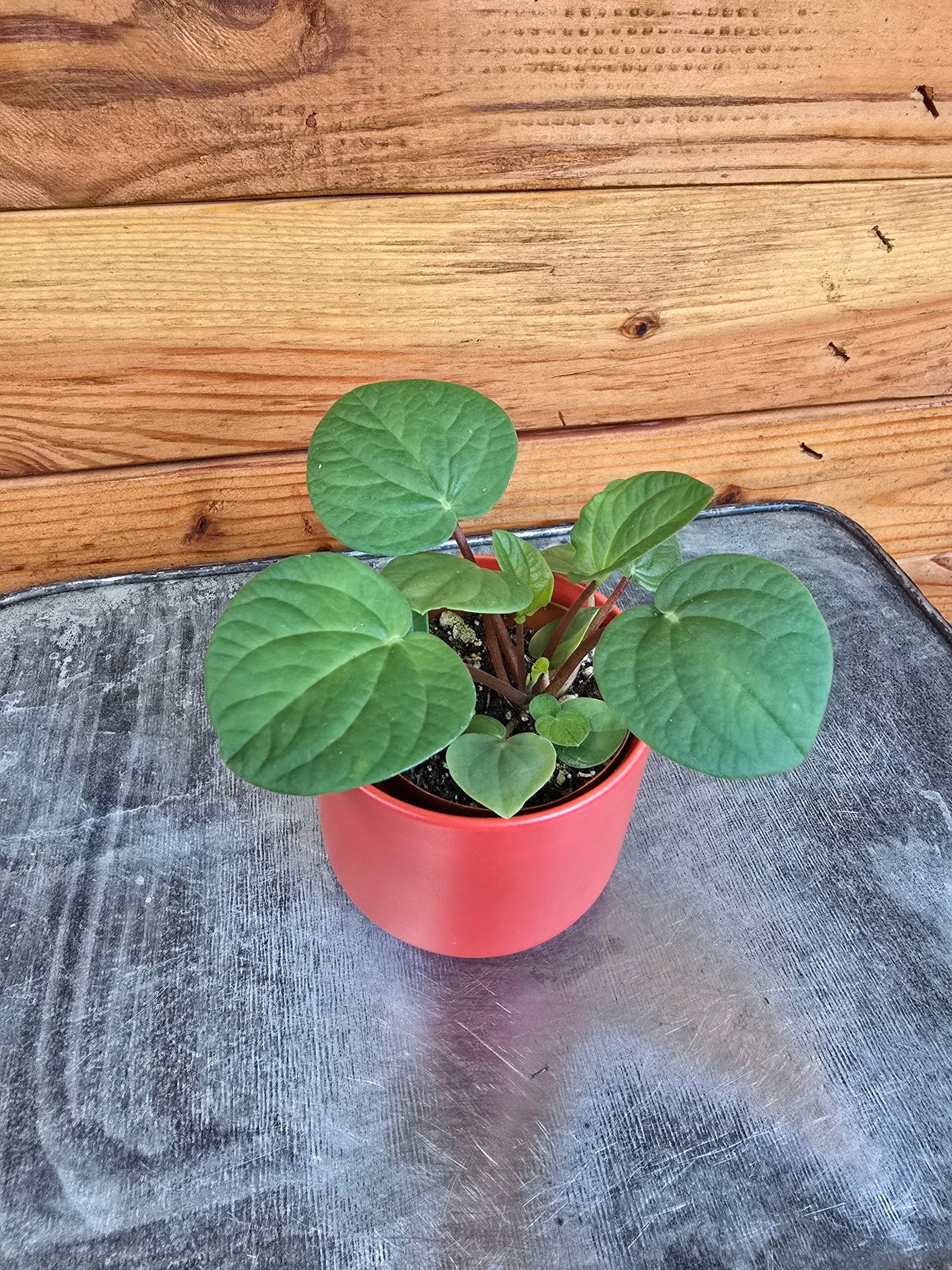 Peperomia Rana Verde, 2" Plant — The Plant Farm®