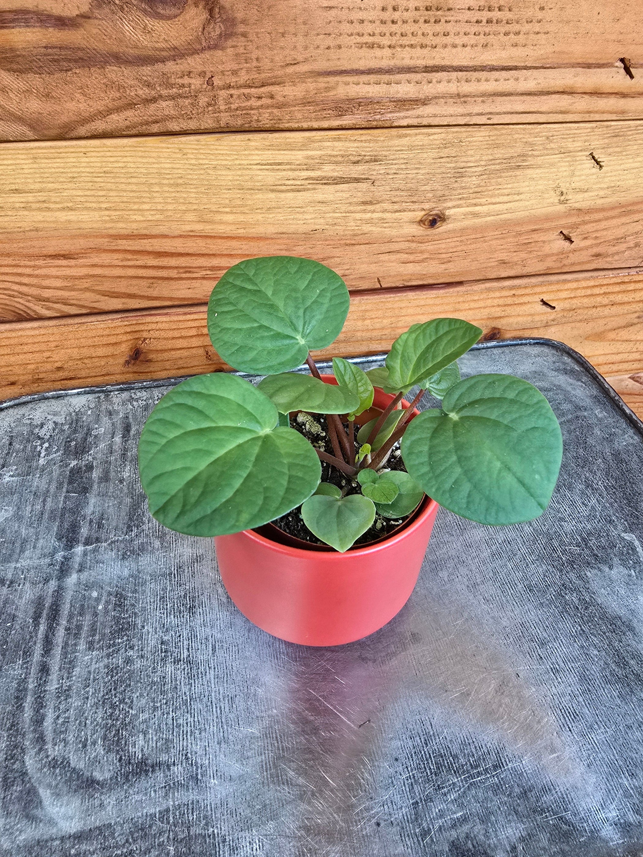 Peperomia Rana Verde, 2" Plant — The Plant Farm®