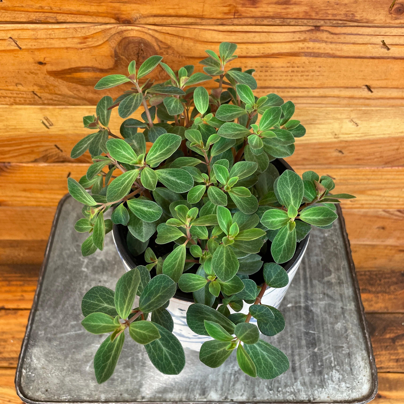Peperomia Red Log, 6" Plant — The Plant Farm®
