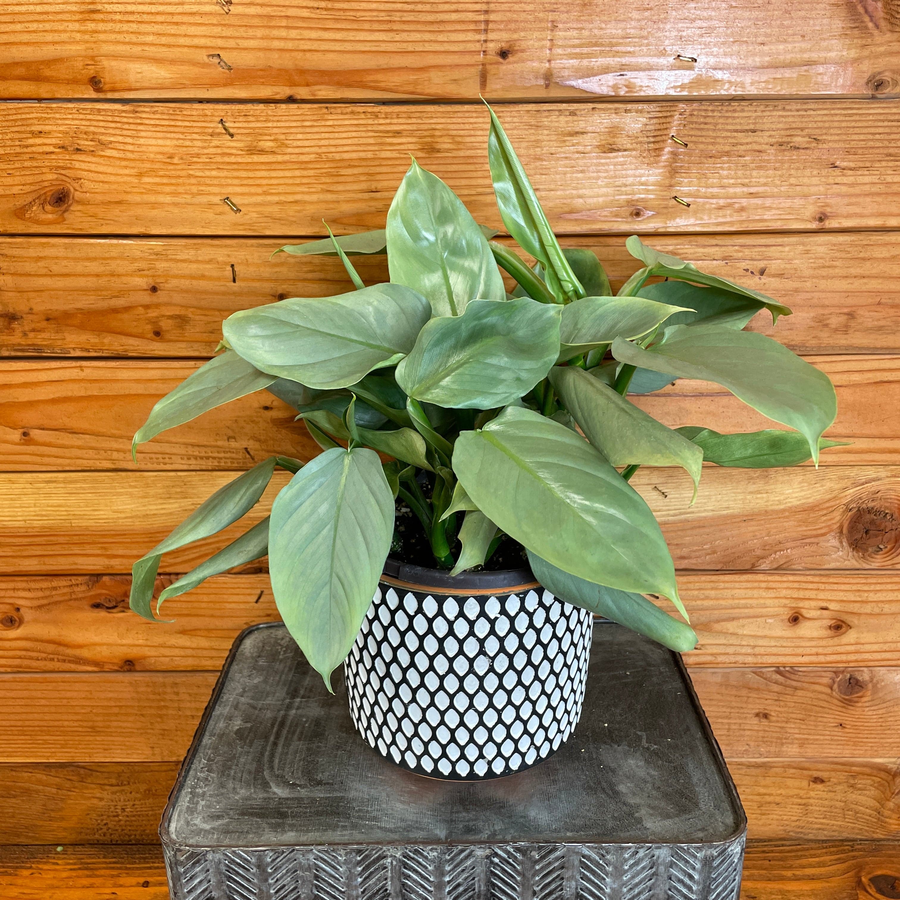 Philodendron Hastatum